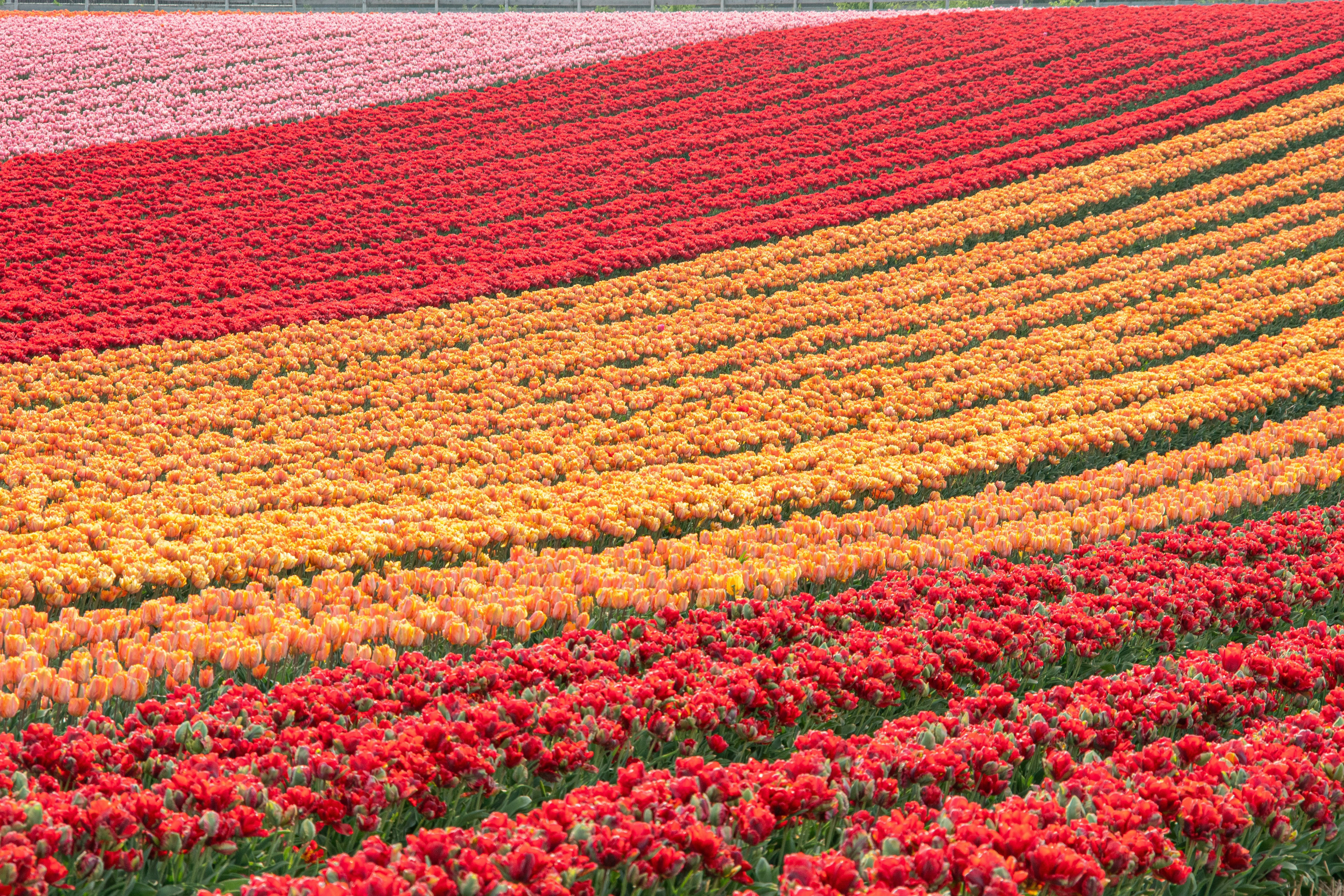 Vibrant rows of tulips in varying hues create a colorful gradient across the field, showcasing nature's artistry.