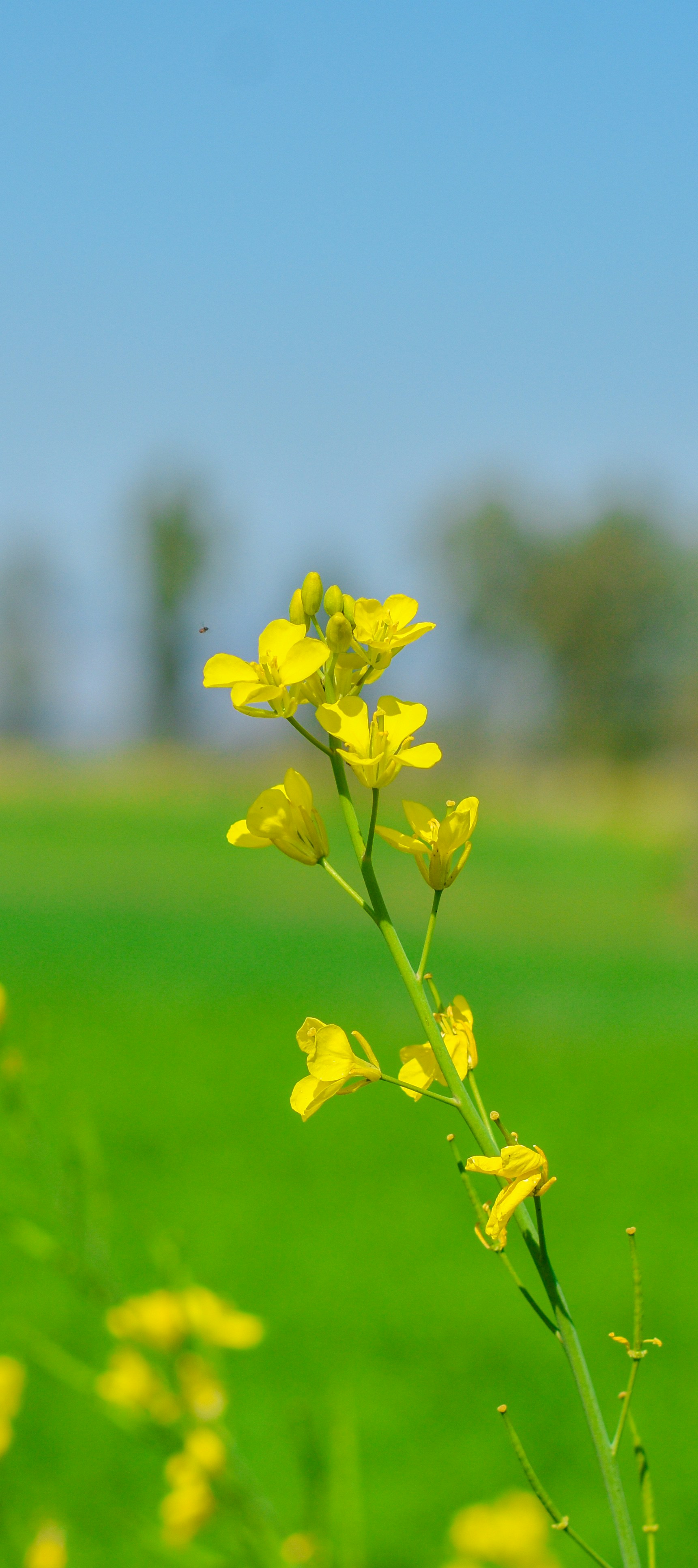 Canola Spike in Focus: Golden Bloom Reaching Toward a Clear Summer Sky