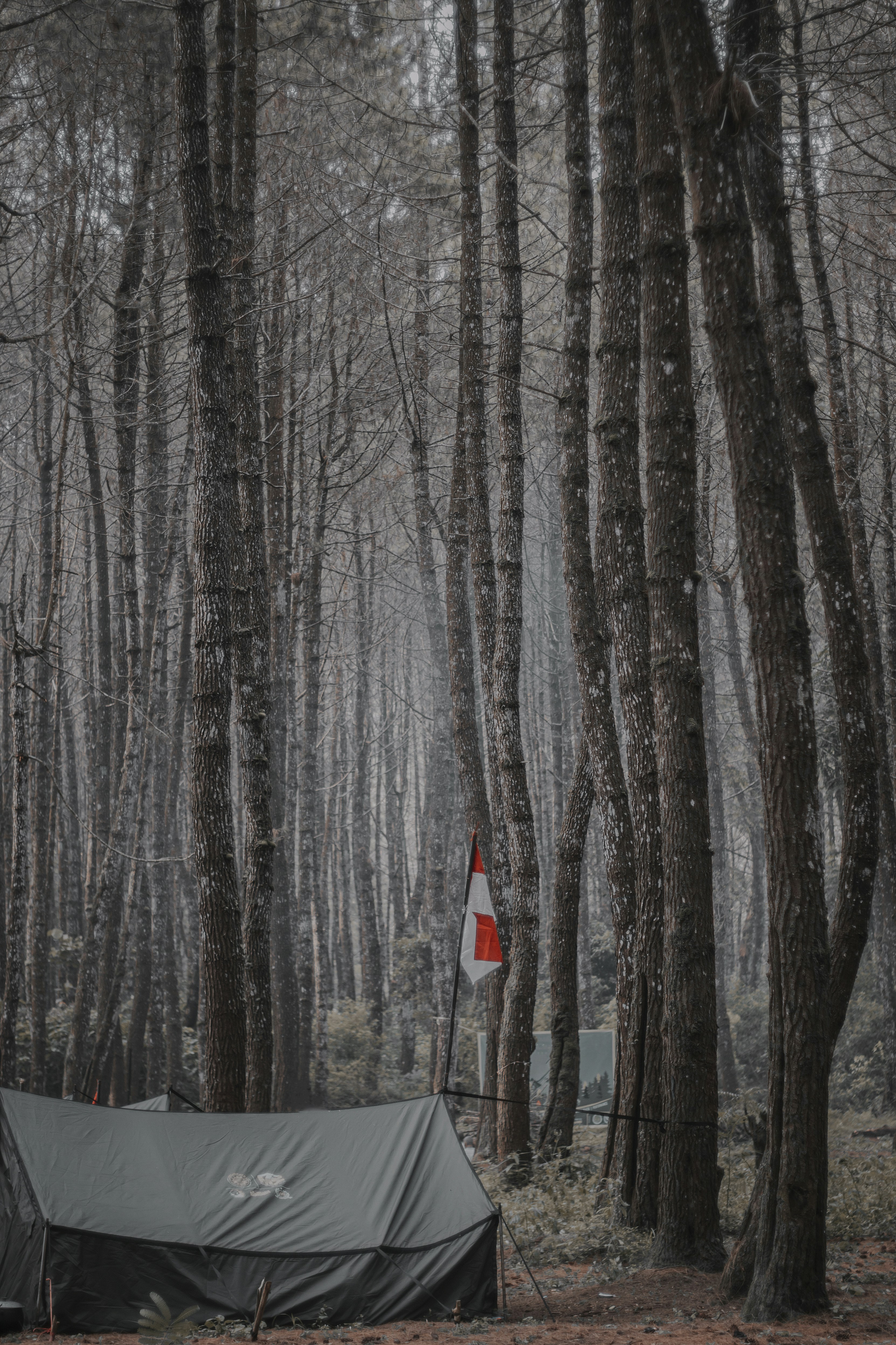 Red Flag Among Snow-Dusted Pines: A Quiet Forest Camp
