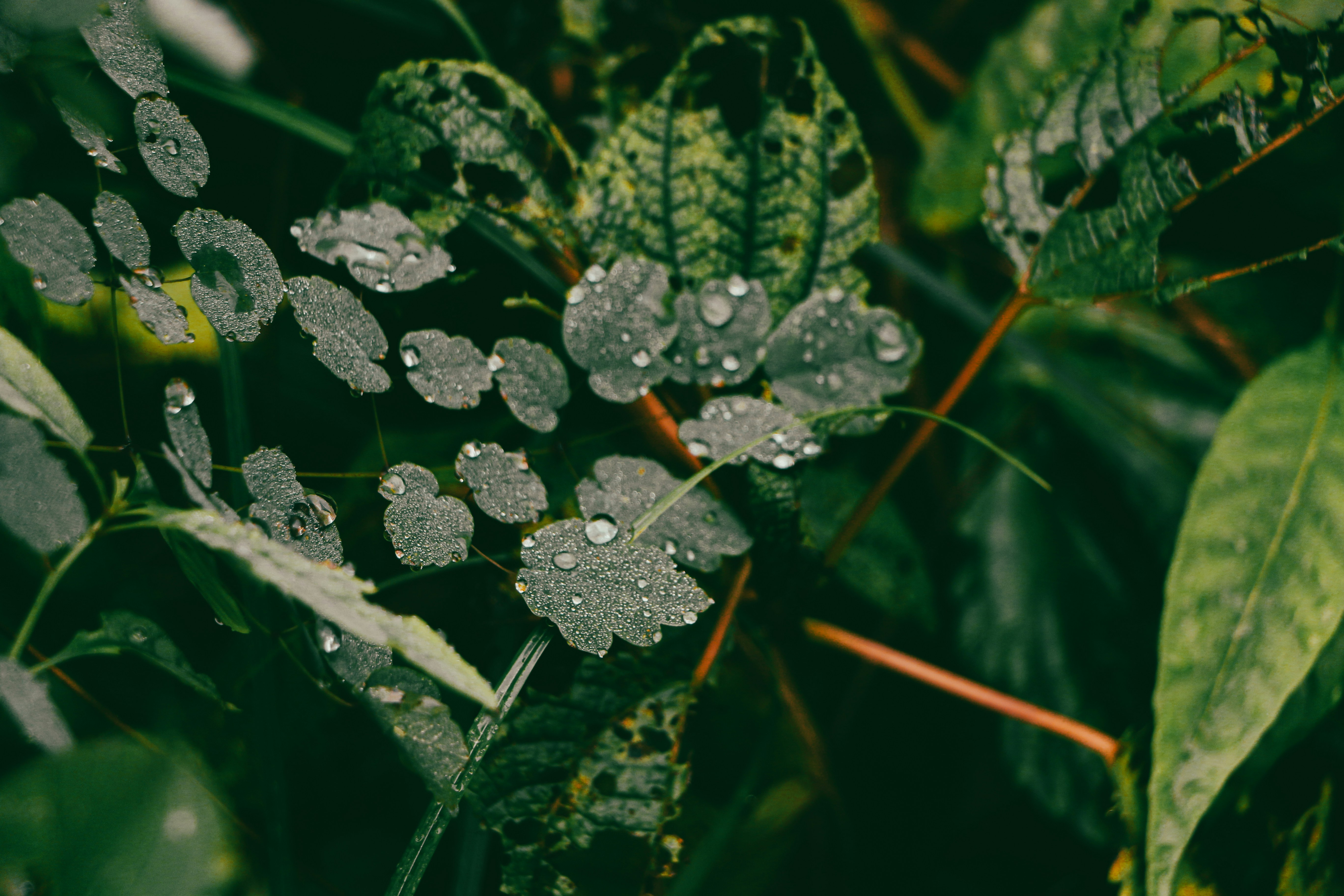 Liquid Lace: Dew Drips on a Velvet Jungle Leaf