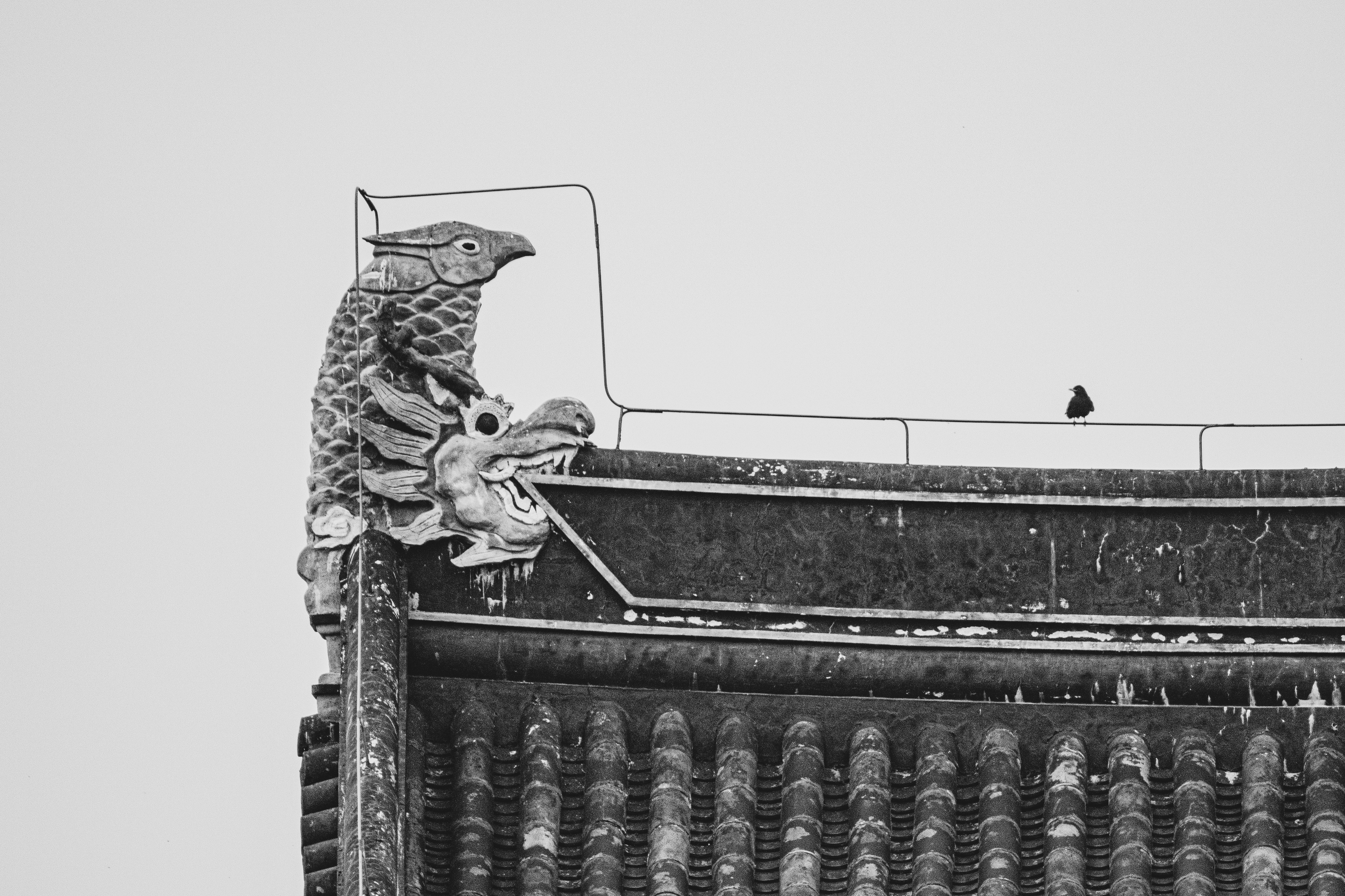 Stone Owl Overlook: A Carved Guardian Watching the Rooftops