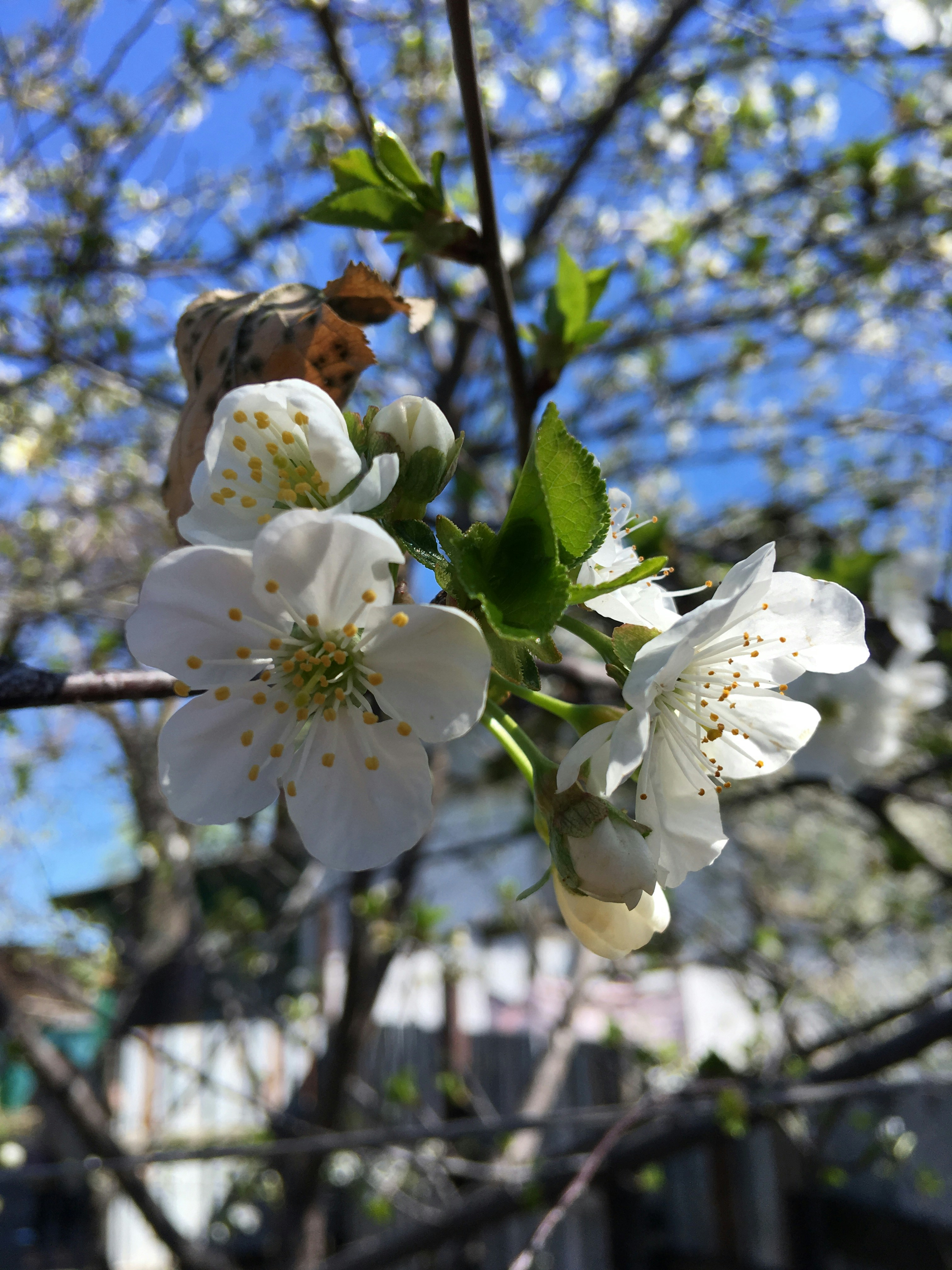 a close up of a tree with white flowers