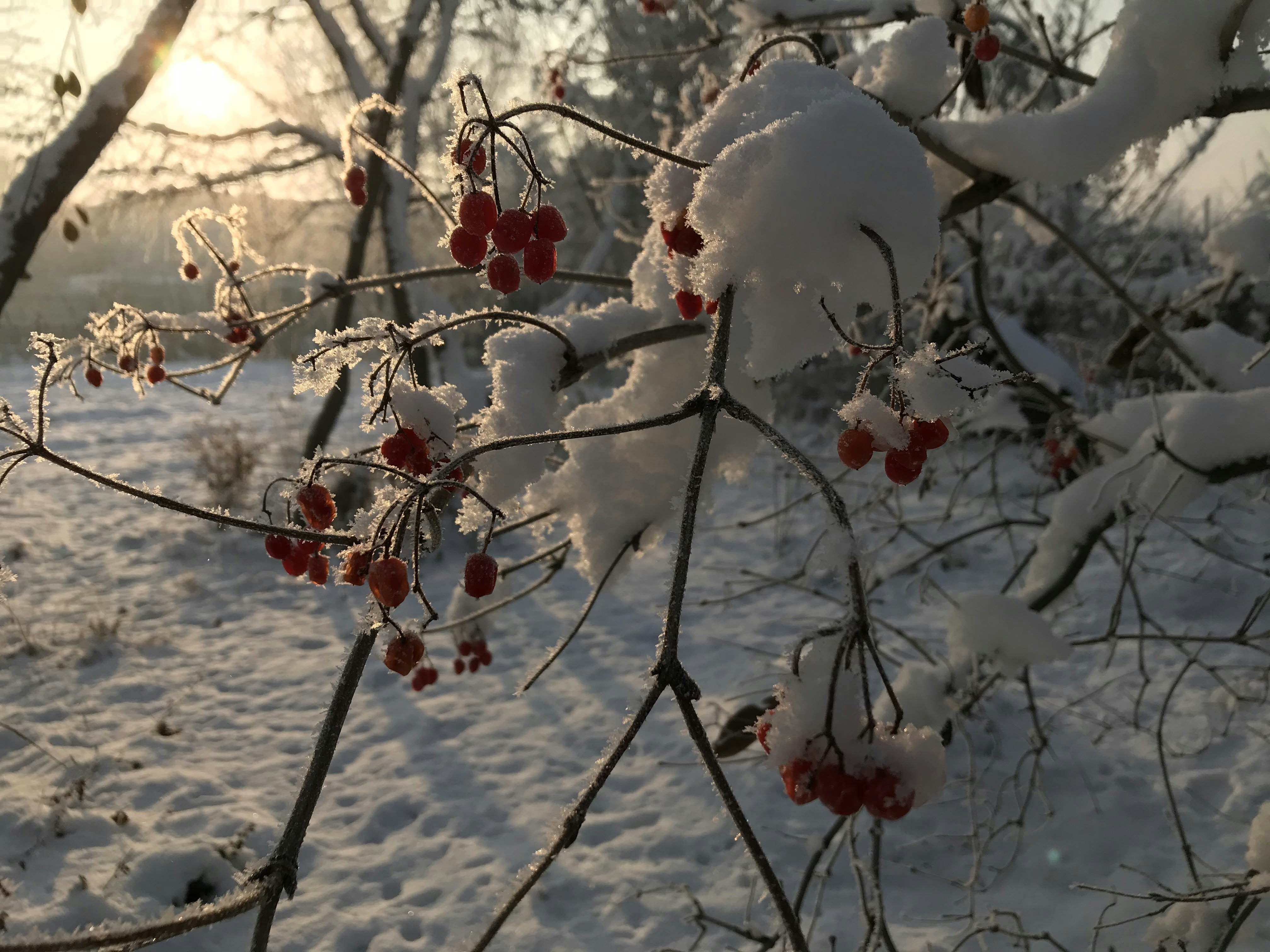 Red Winter Berries Framed by Frosted Branches at Sunset
