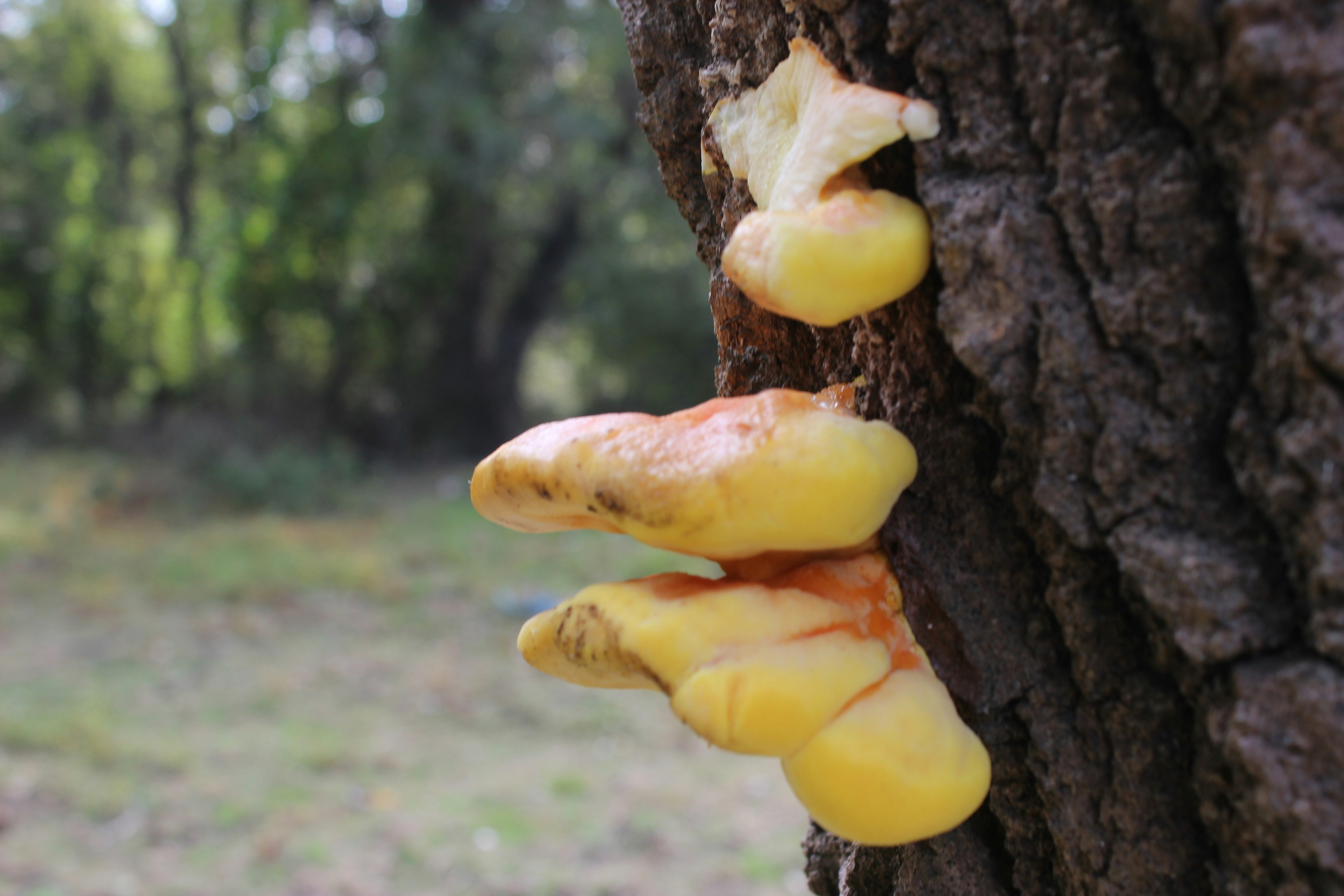 Bright Yellow Shelf Fungus Clings to Bark in Quiet Wood