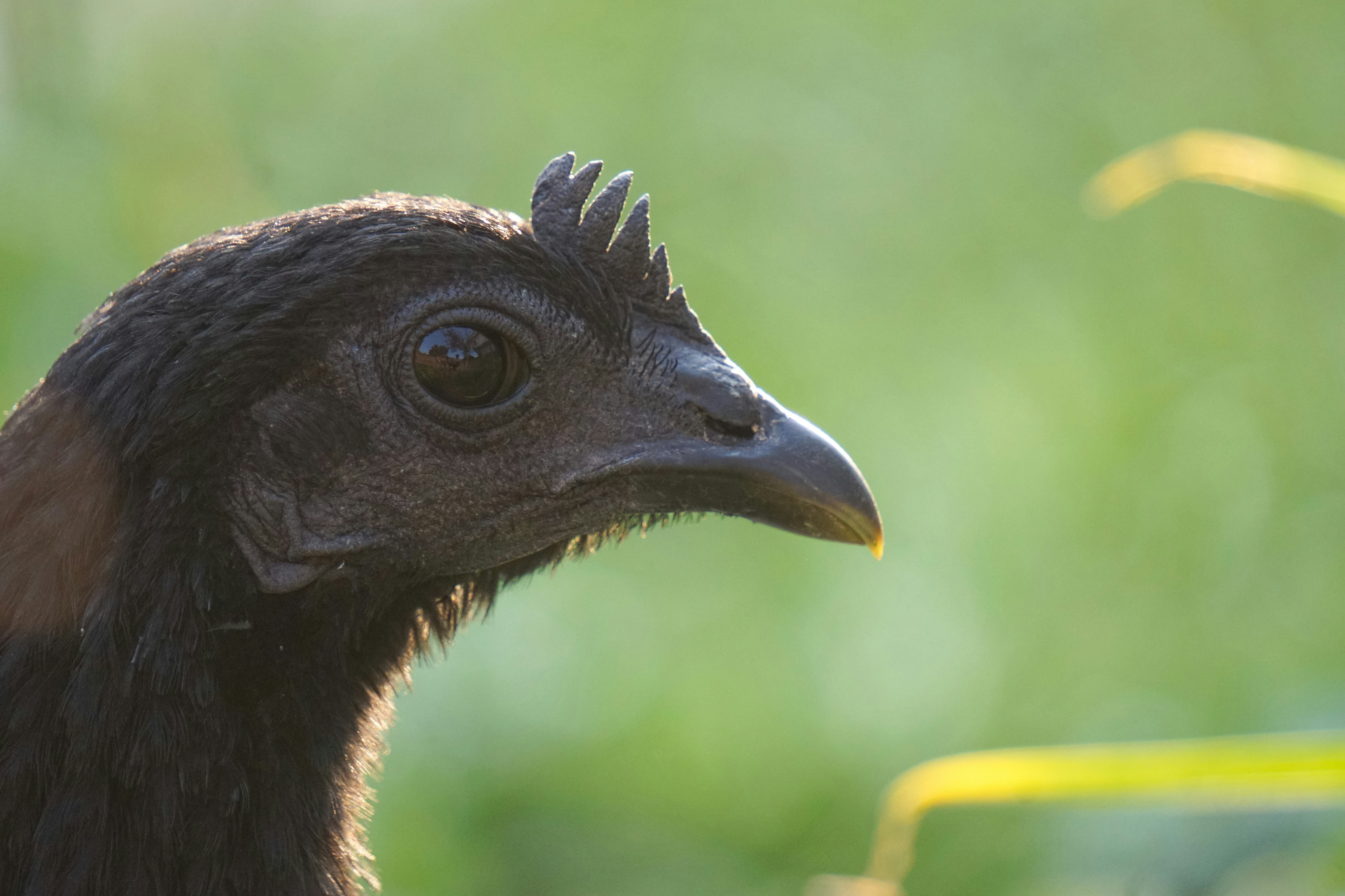 Profile Gaze: A Black Chicken in a Soft Green Backdrop