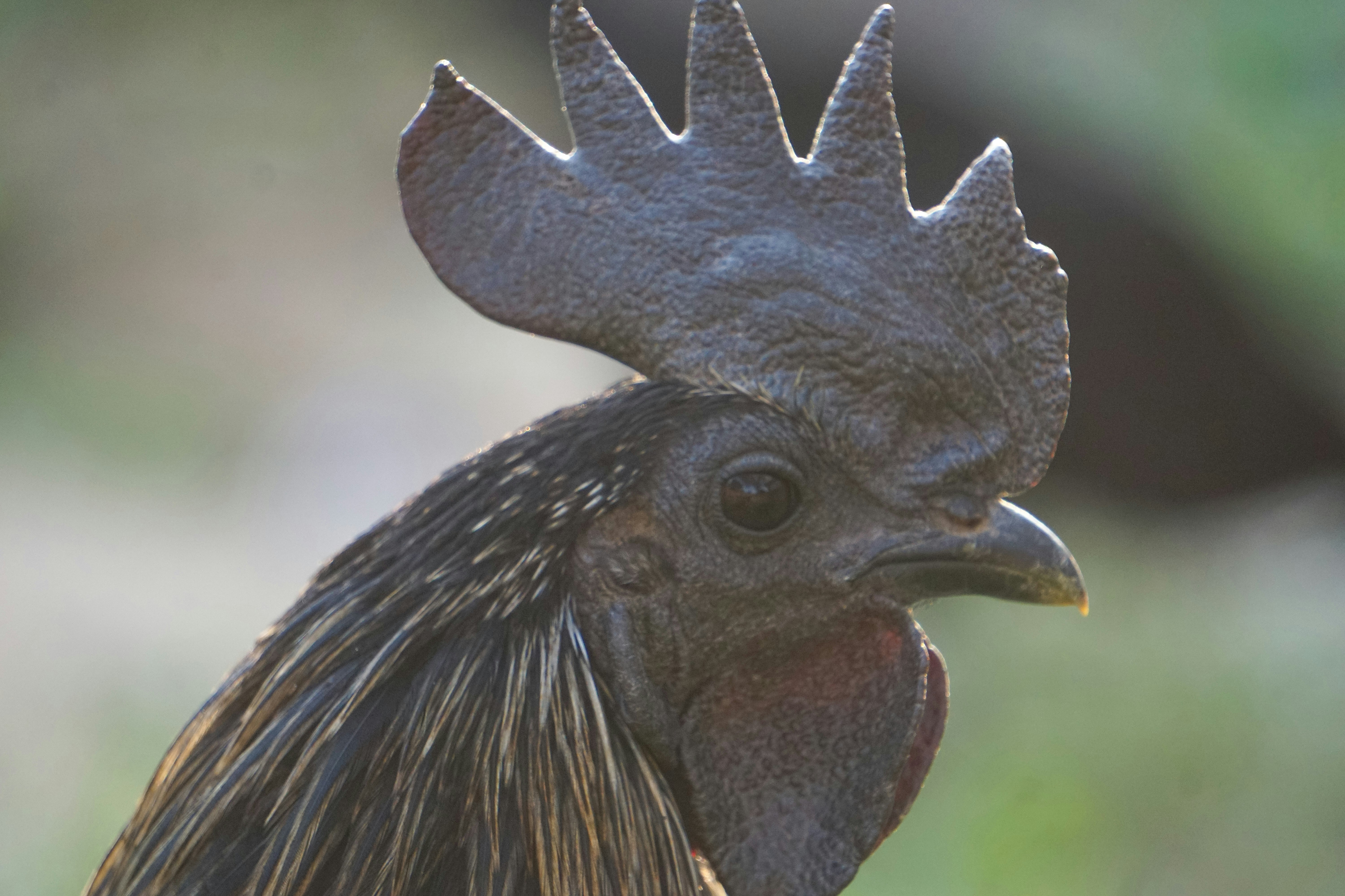 Close-Up Portrait of a Rooster: Crowned Crest and Focused Gaze