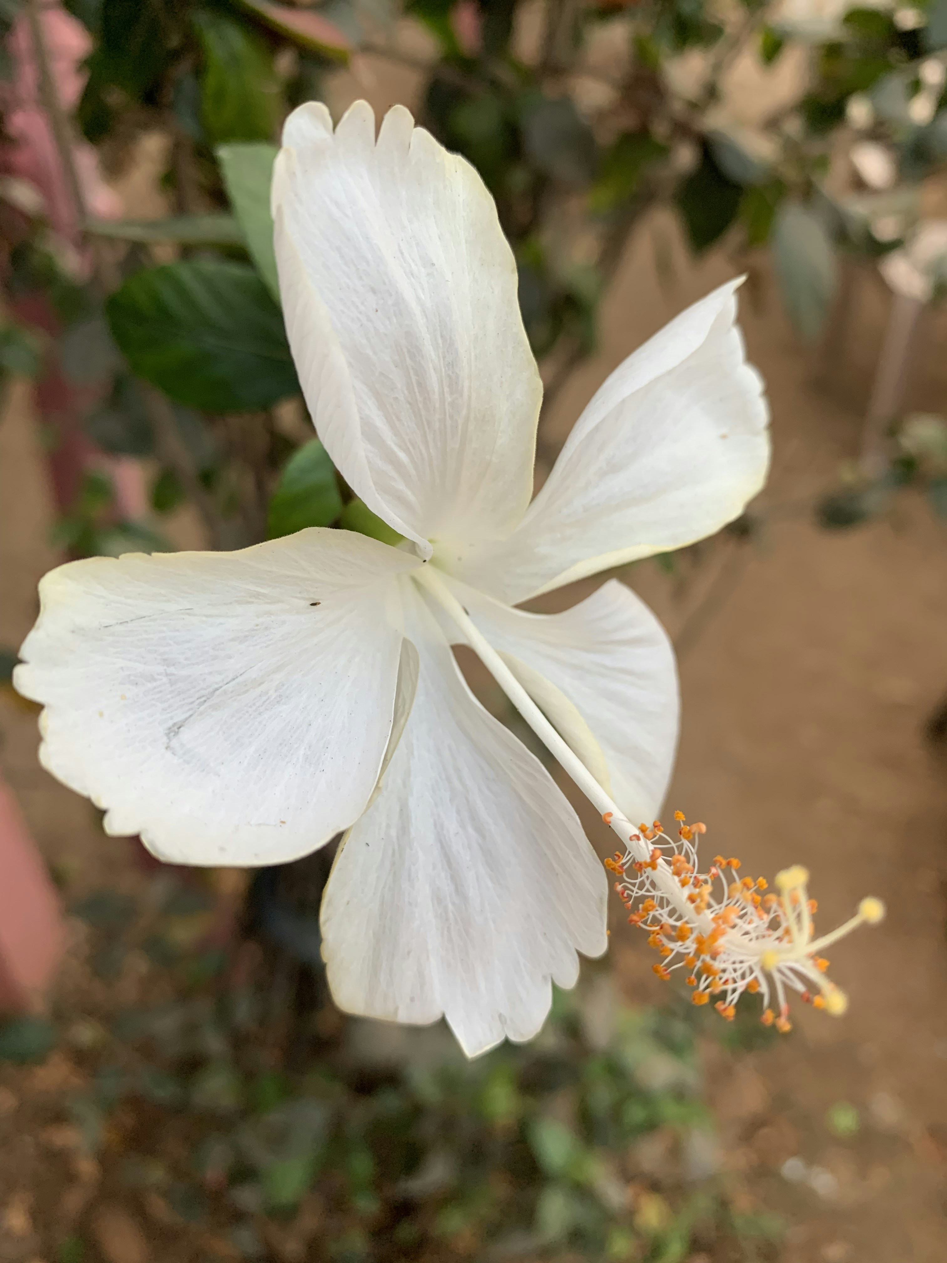 White hibiscus flower showcasing intricate petals and vibrant stamen against a blurred green backdrop.