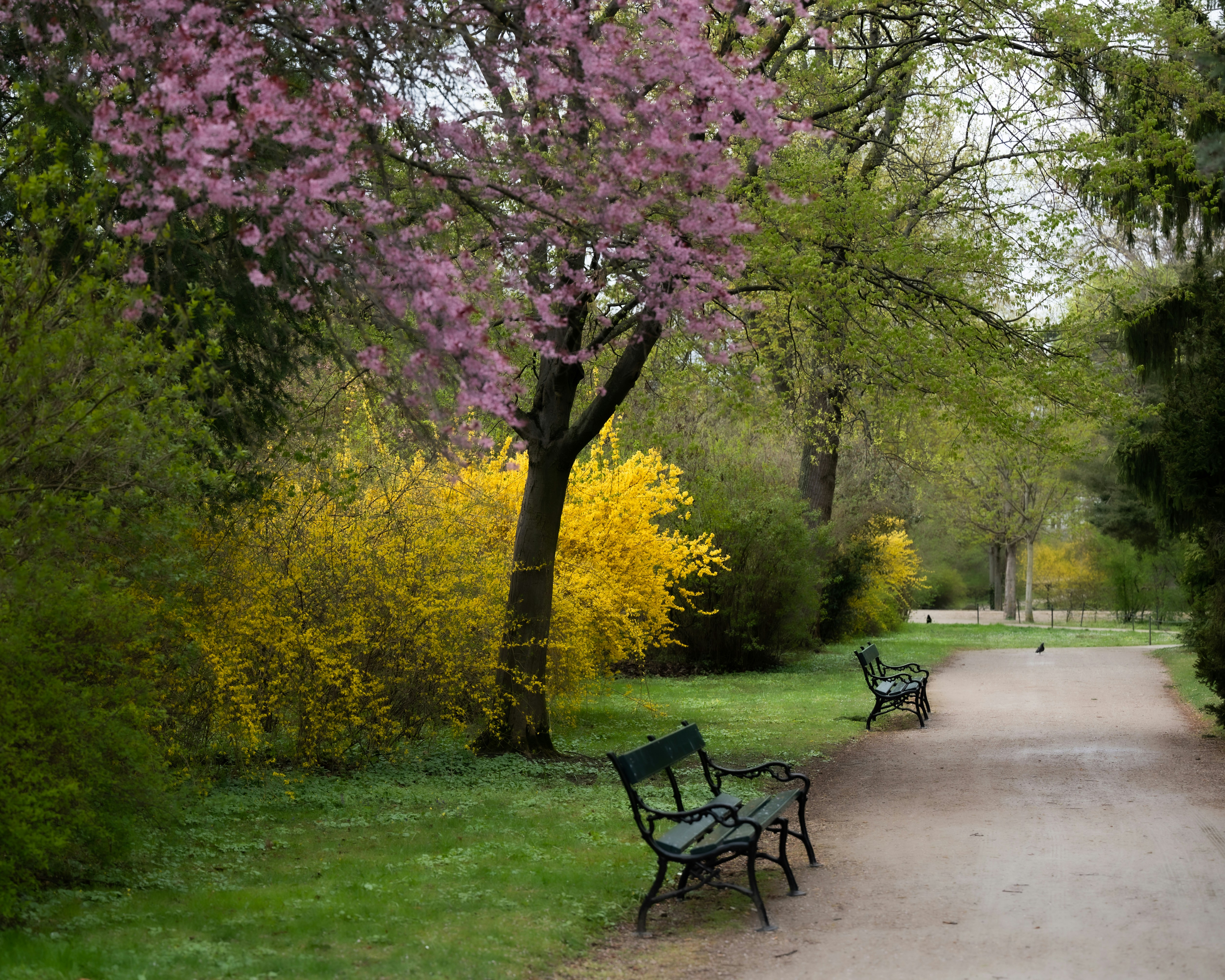 Pathway lined with vibrant yellow forsythia and delicate pink blossoms, inviting a peaceful walk in a lush park.