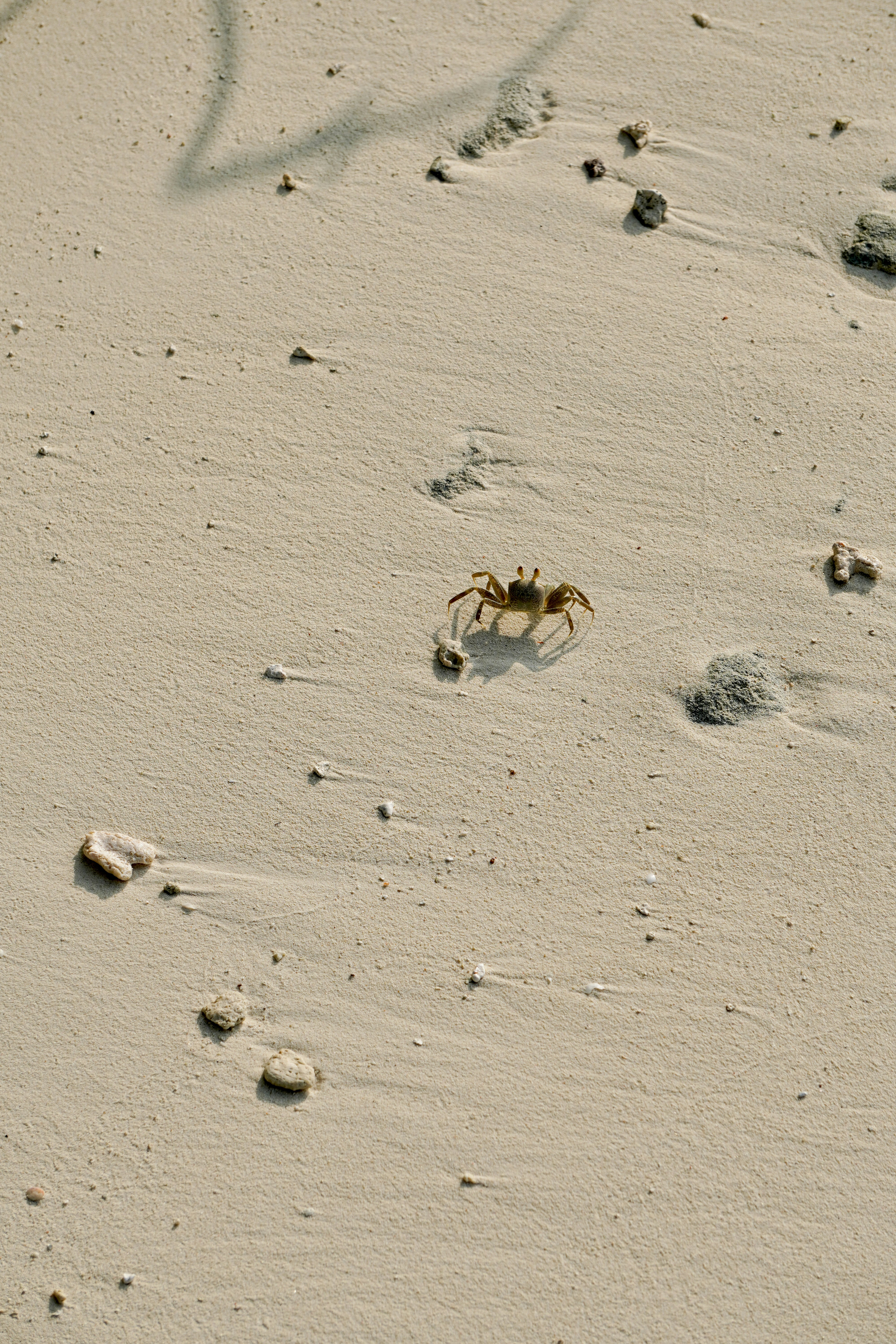 Lone Crab on Sunlit Sand: Traces of Wind and Quiet Tide