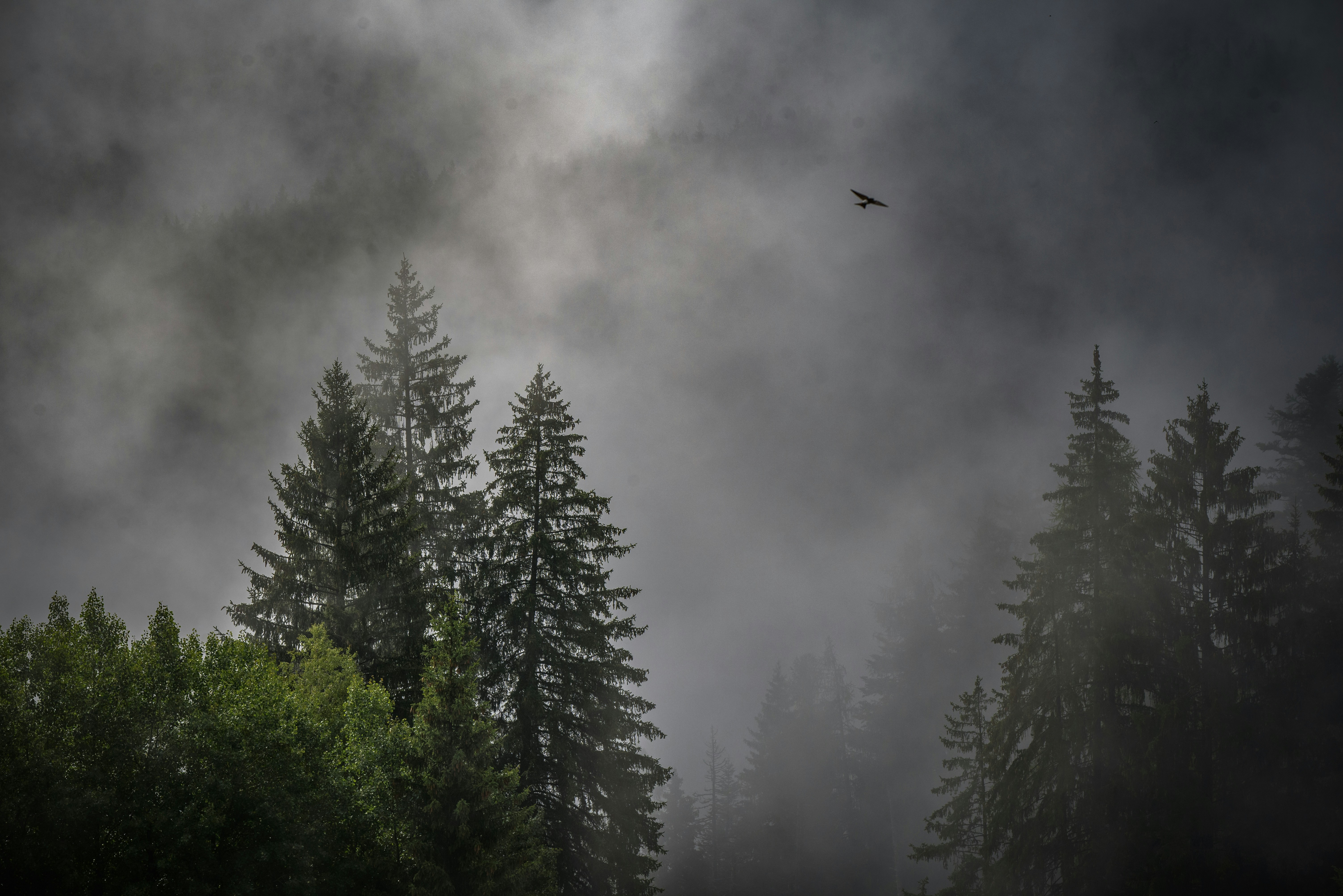 Mist Over Pines: A lone bird glides above a quiet forest canopy