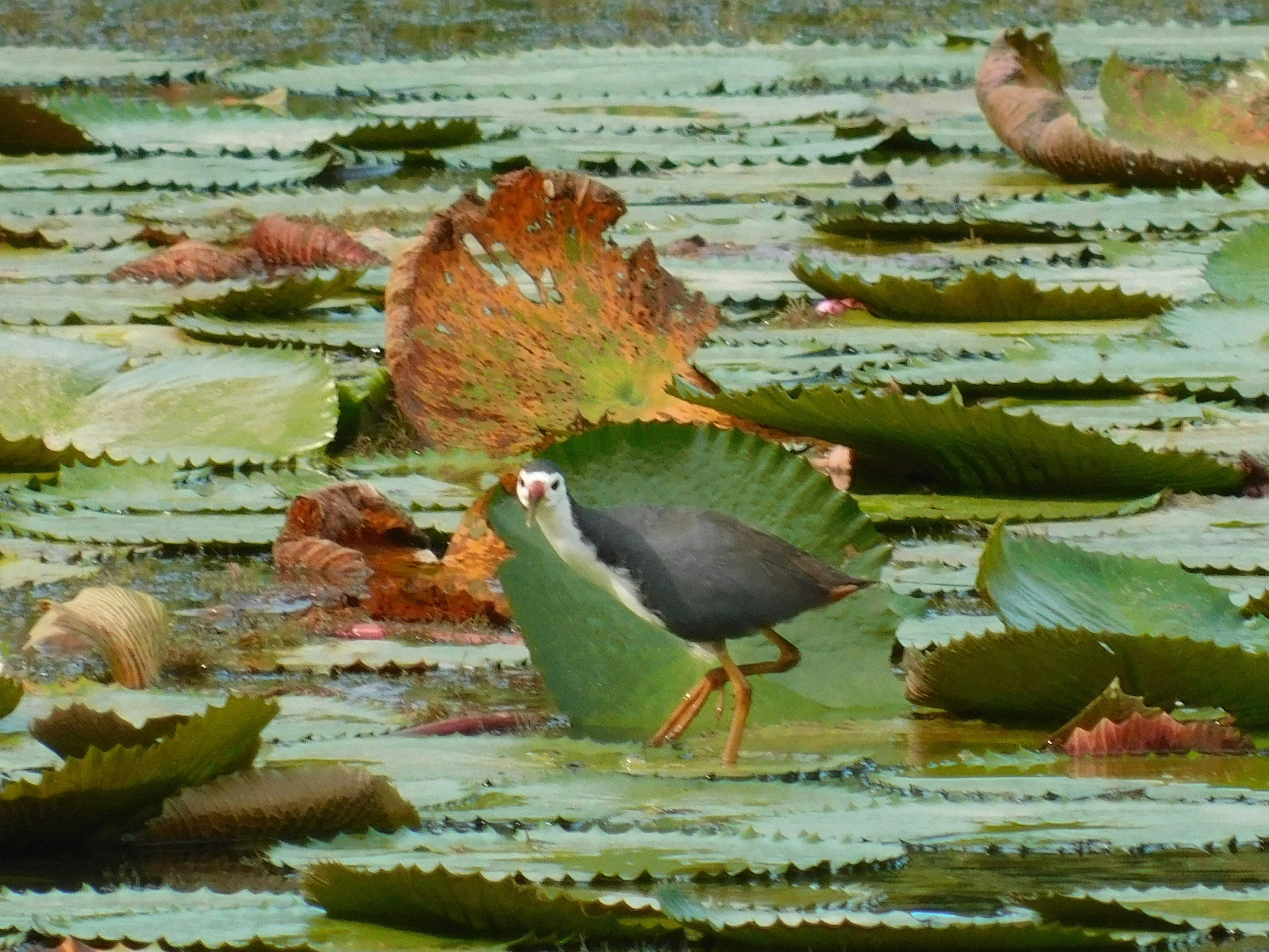 a bird is standing on a leaf in the water