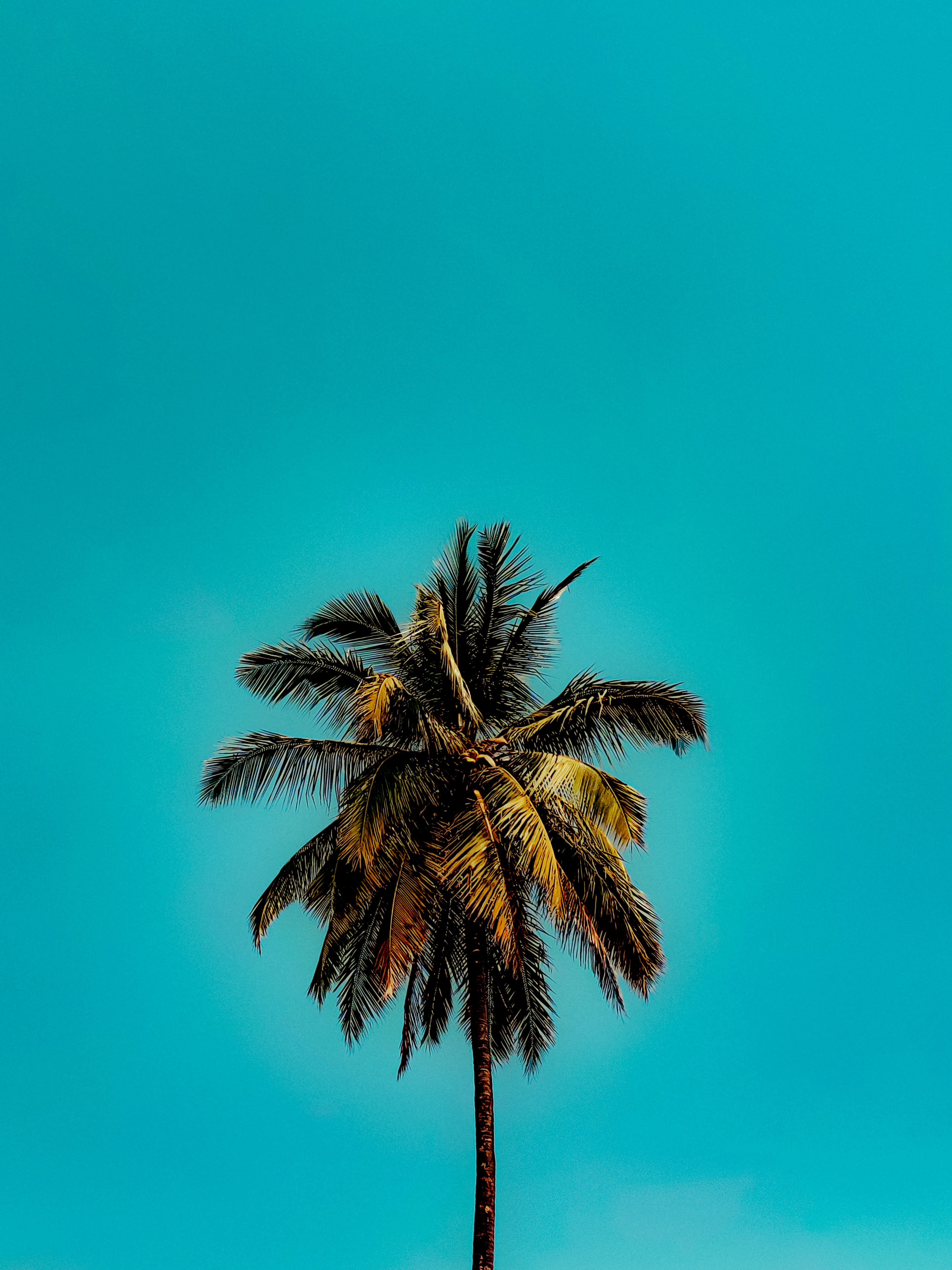 Un palmier solitaire par temps clair photo – Photo Talegaon Dabhade ...