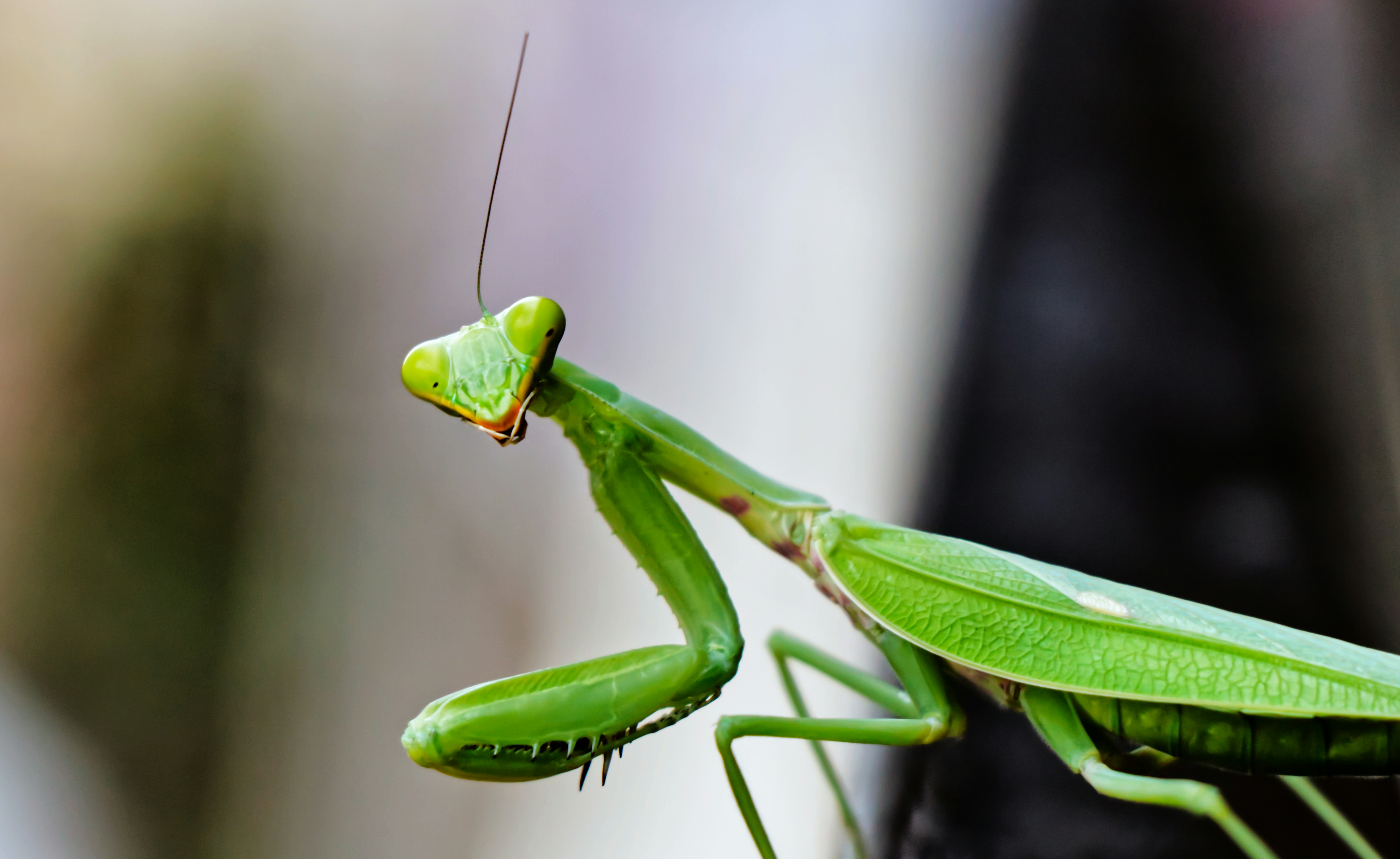 Foto Un primer plano de una mantisa religiosa verde – Imagen Insecto gratis en Unsplash