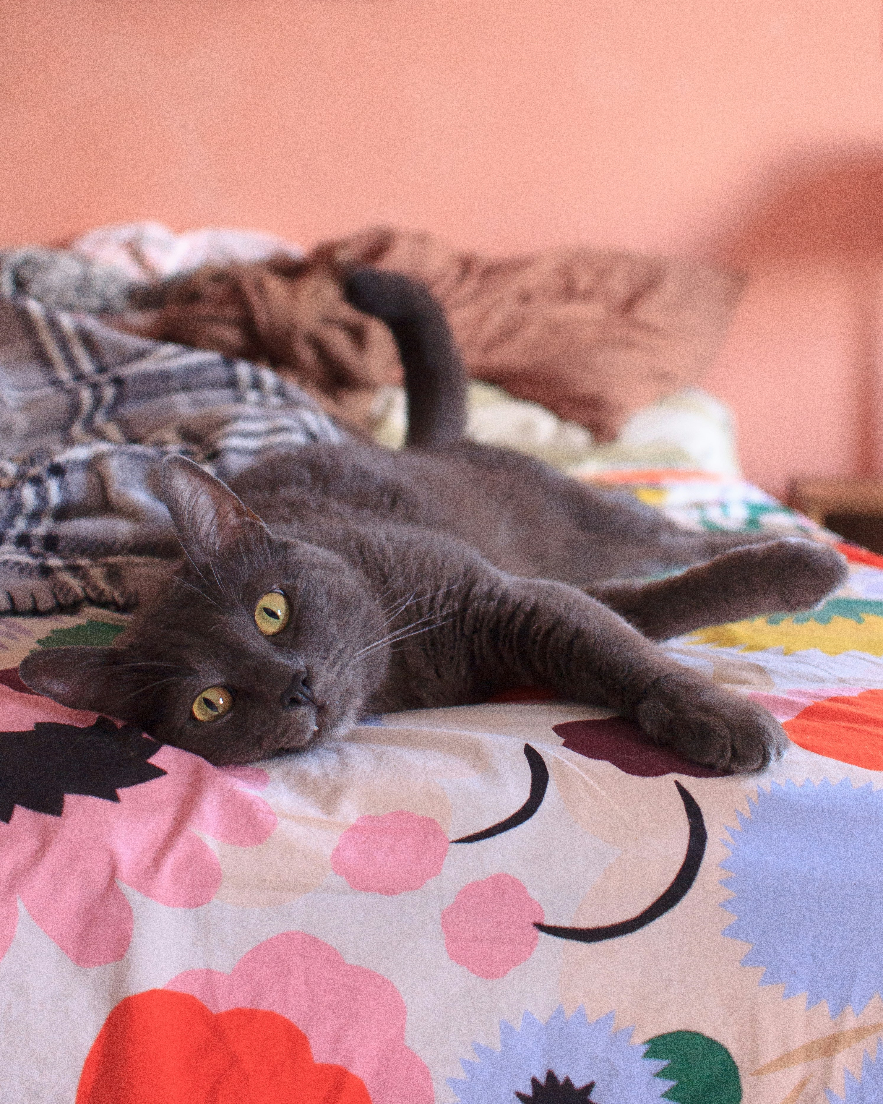 Amber-Eyed Recline: A Gray Cat on a Patchwork Quilt
