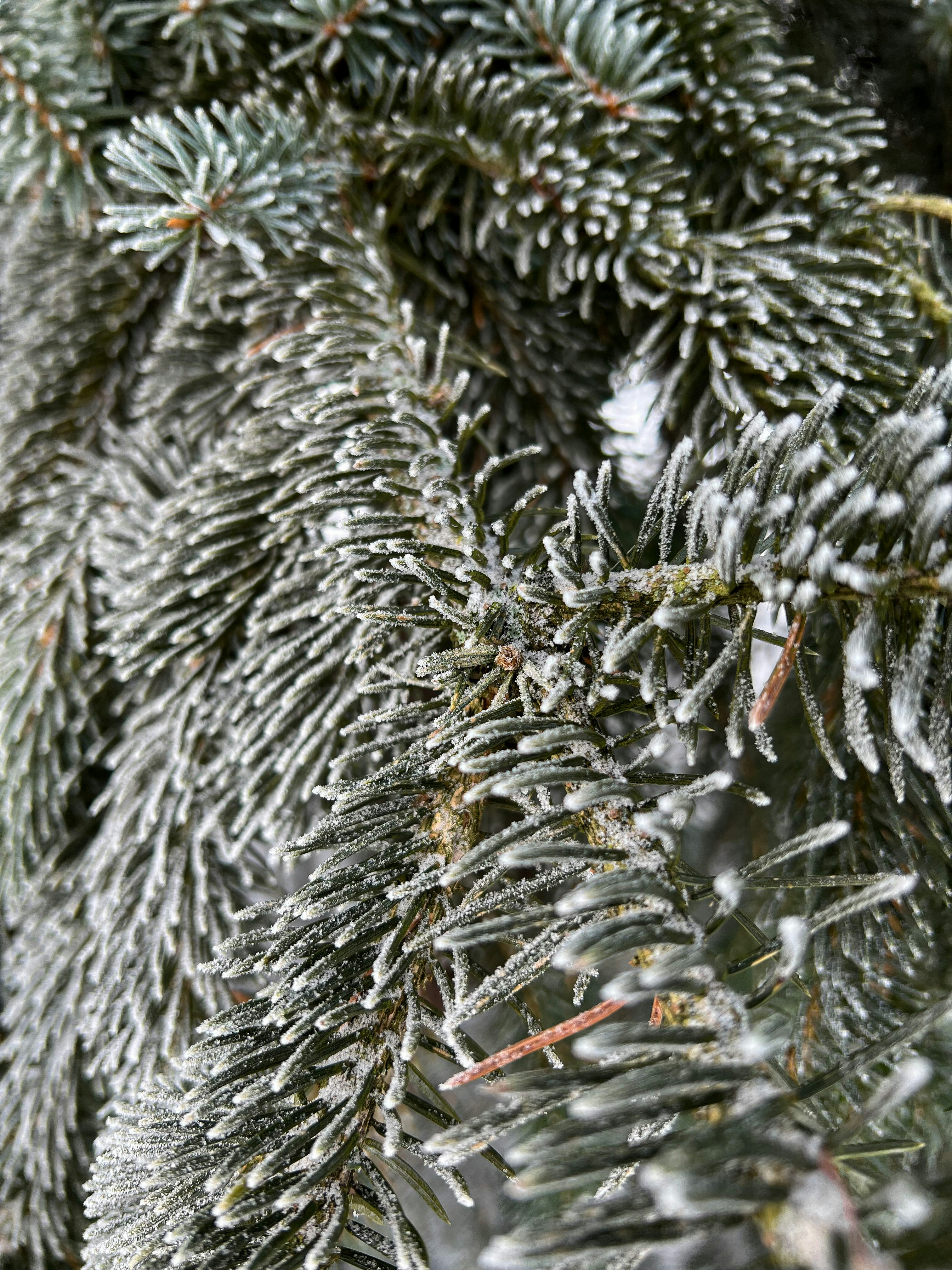 a close up of a pine tree with snow on it