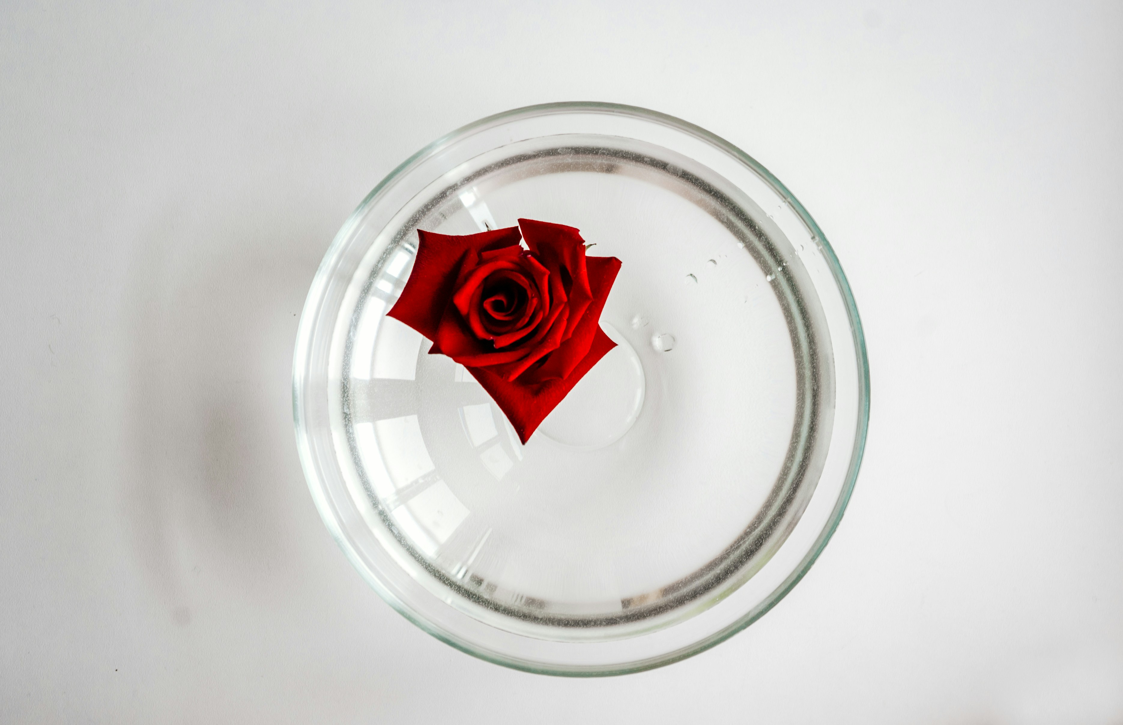 a red rose floating in a clear bowl