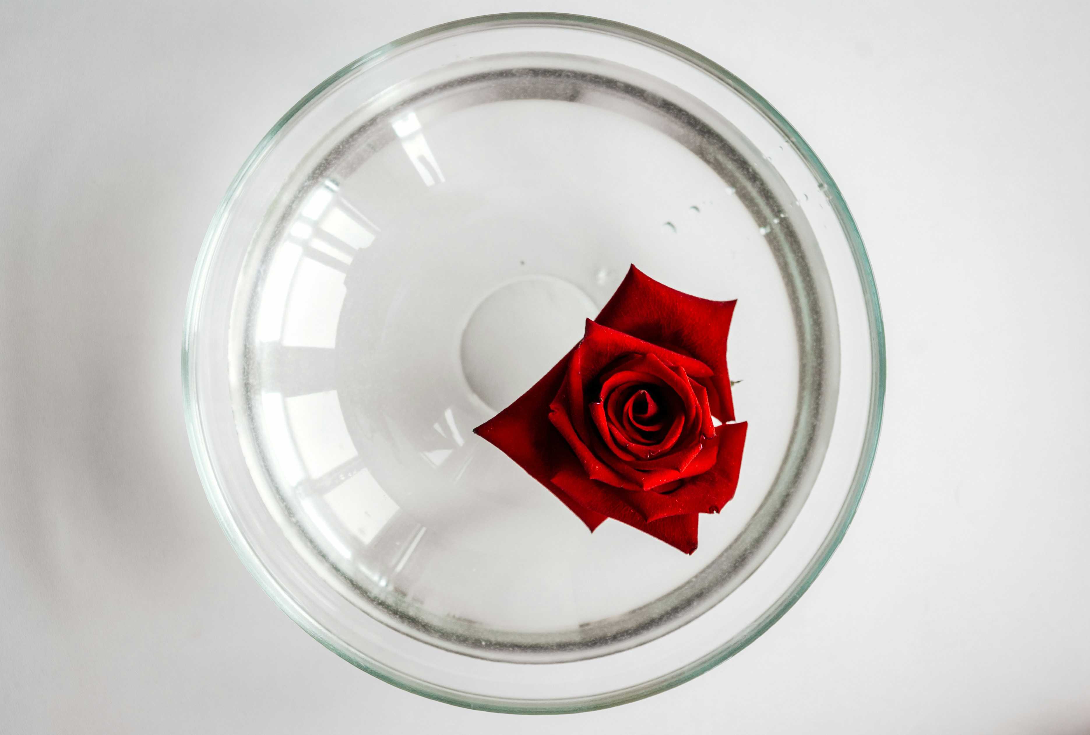 A red rose floating in a clear bowl photo – Free Flower Image on Unsplash
