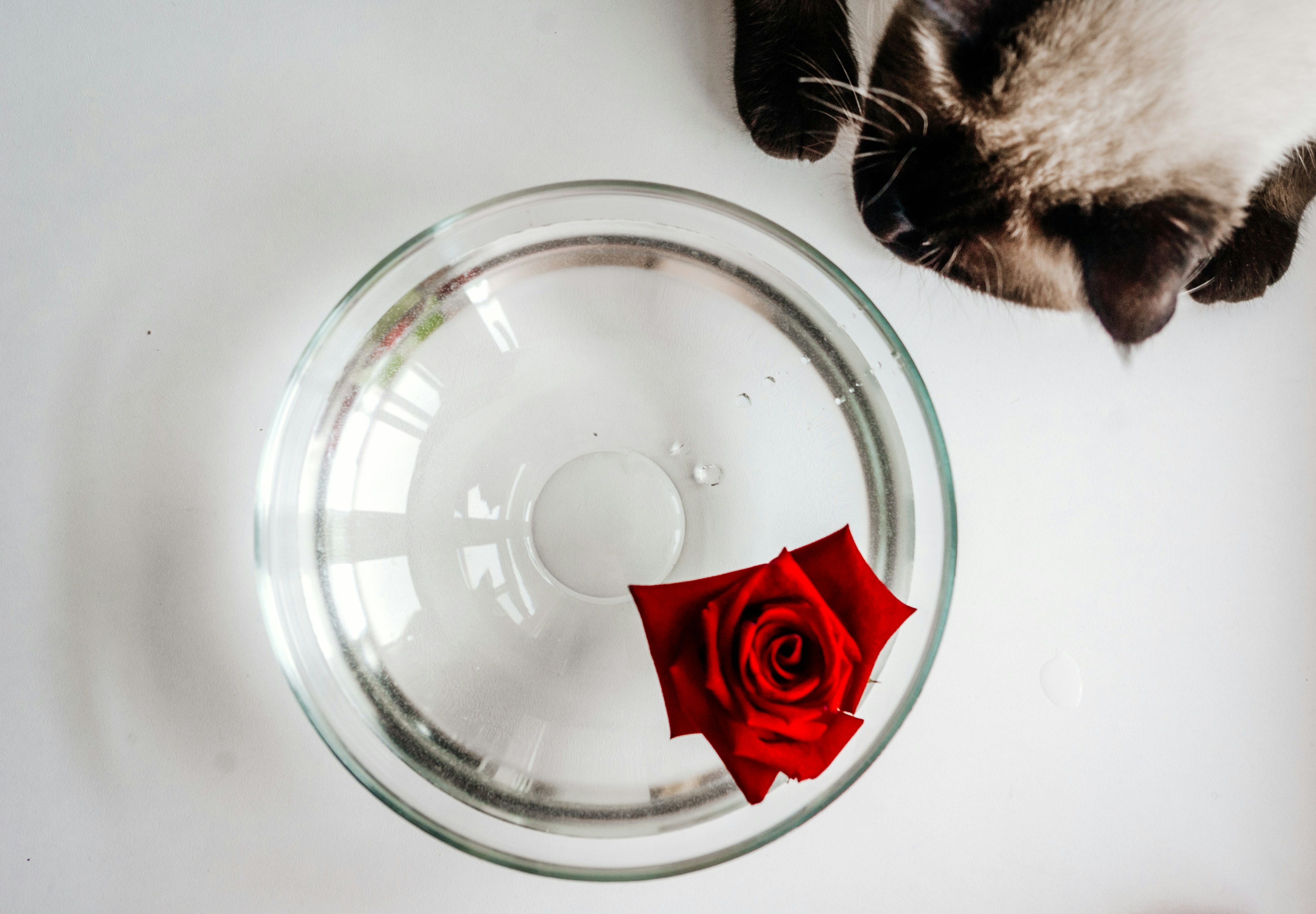 a cat laying next to a glass bowl with a red rose in it