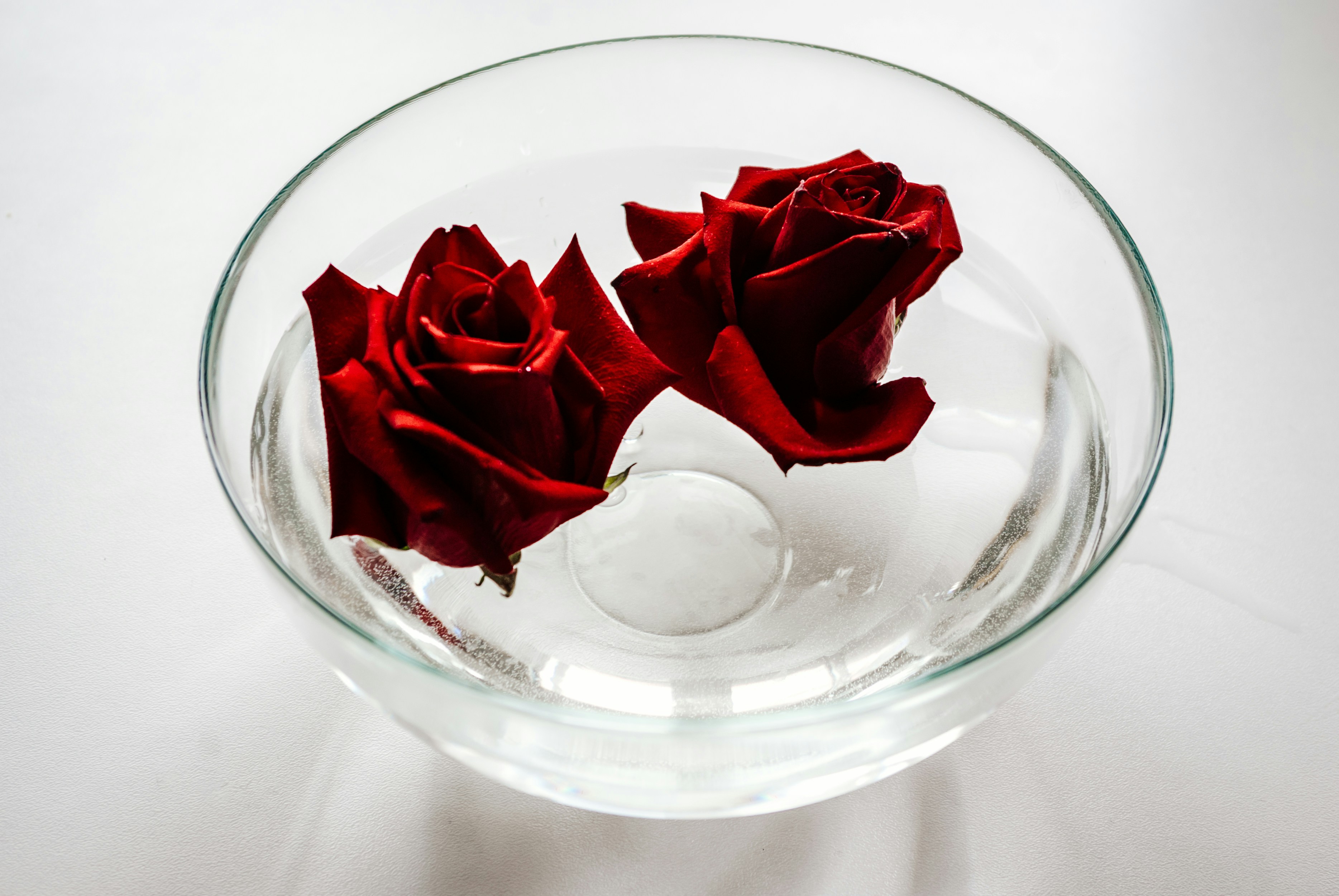 Two red roses in a clear bowl of water photo – Free Brown Image on Unsplash