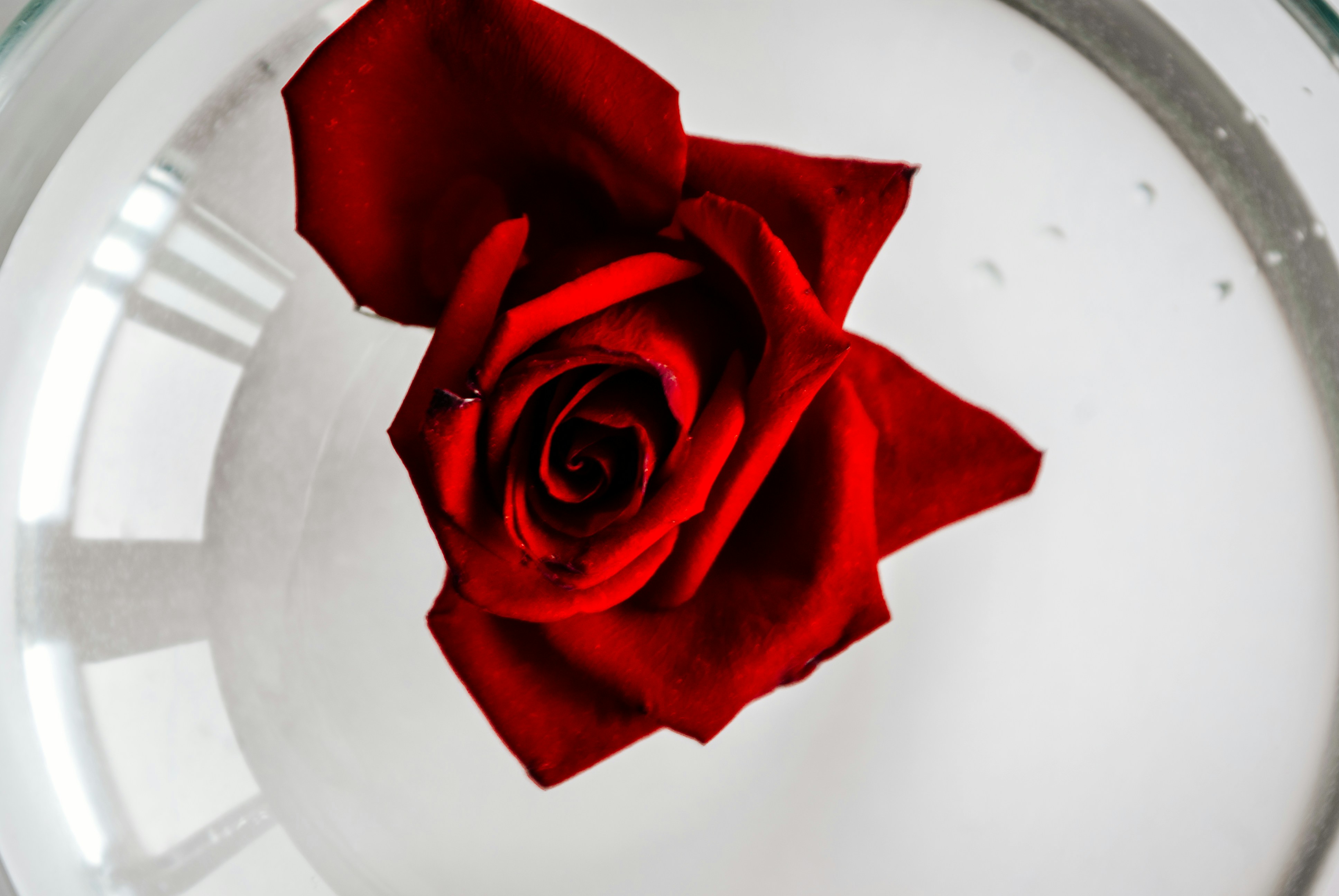 Crimson in Crystal: A Rose Captured Within a Glass Orb