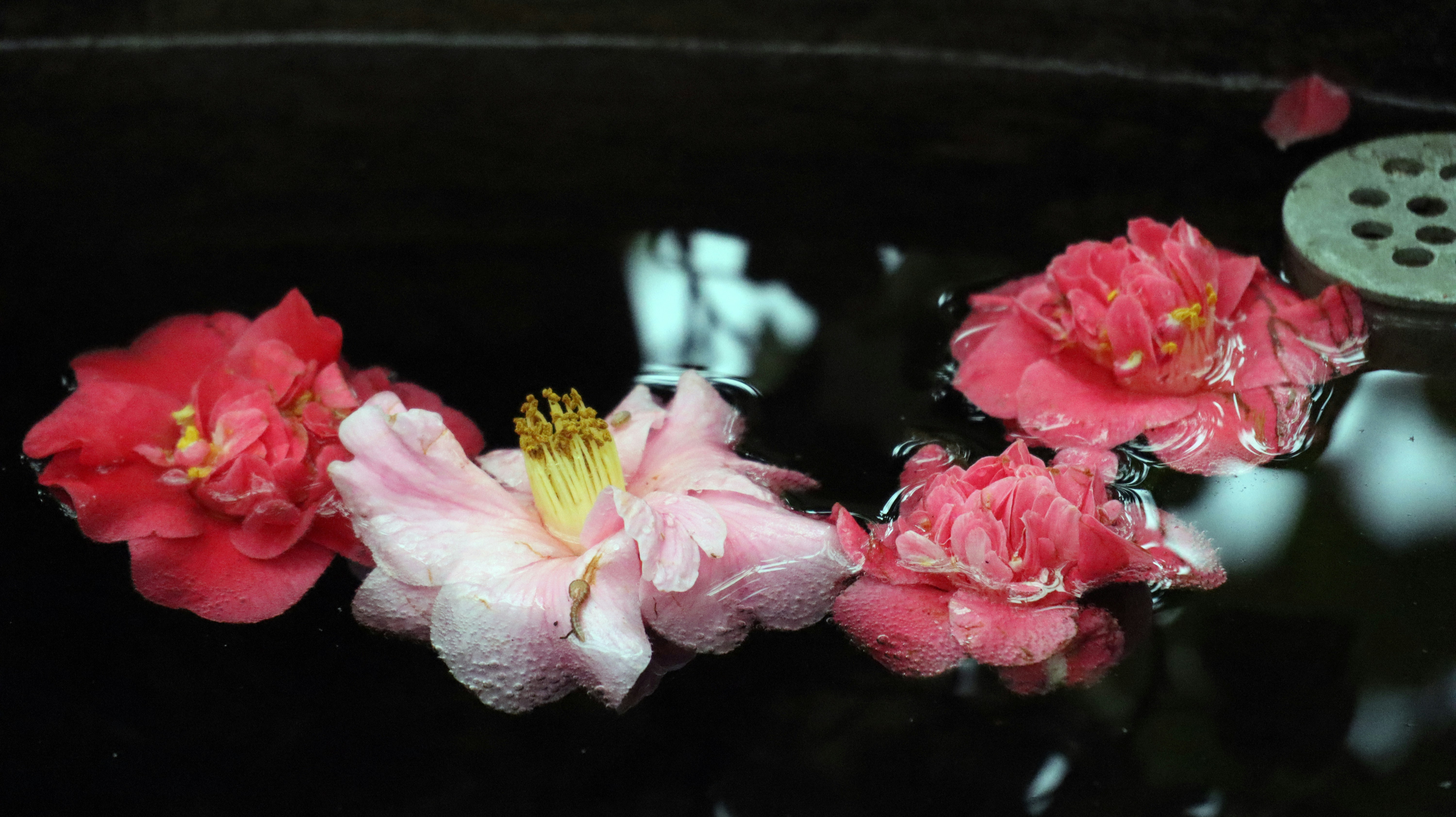 three pink flowers floating in a pool of water