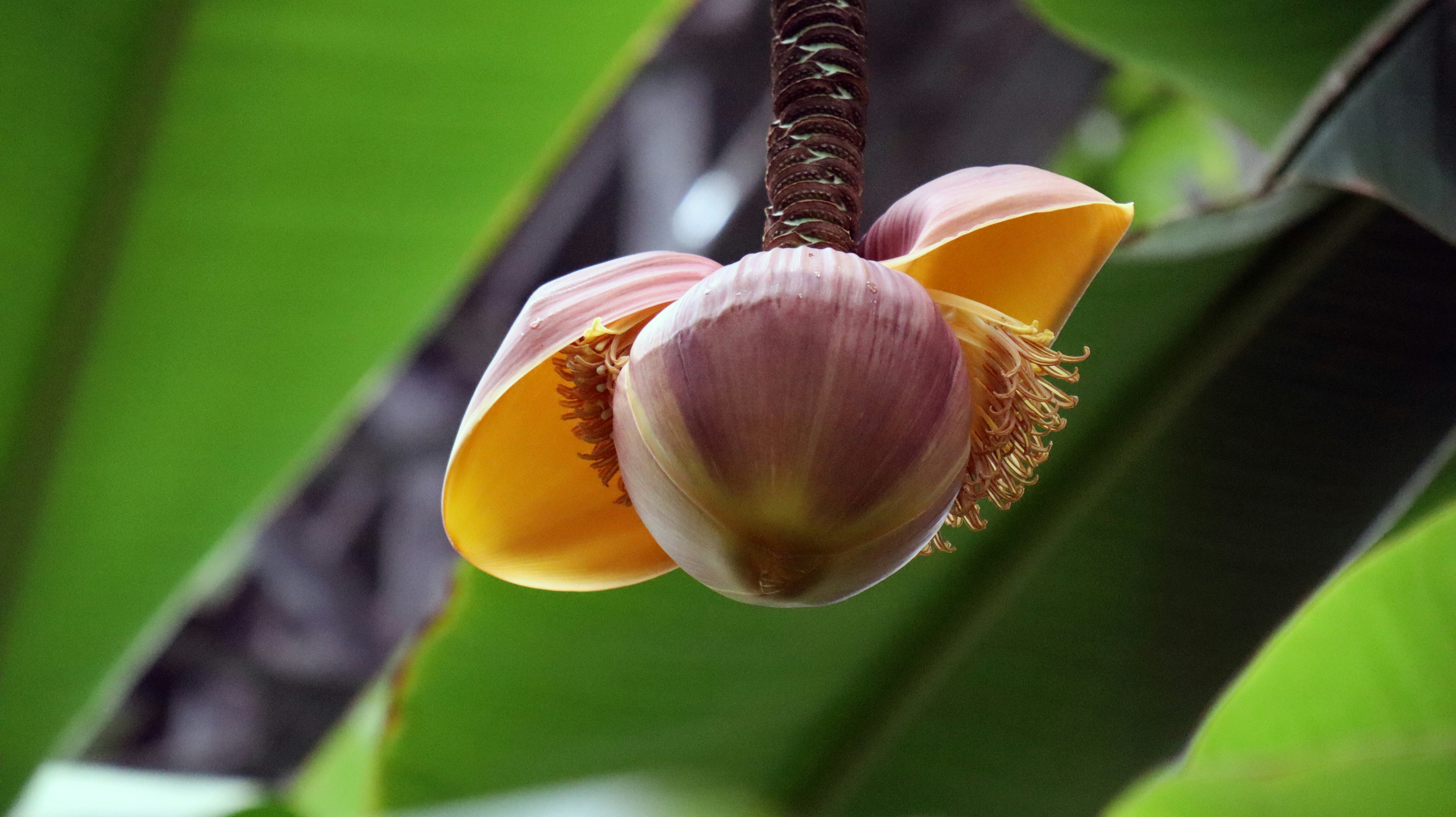 Un primer plano de una flor en una planta foto – Imagen de Antera ...