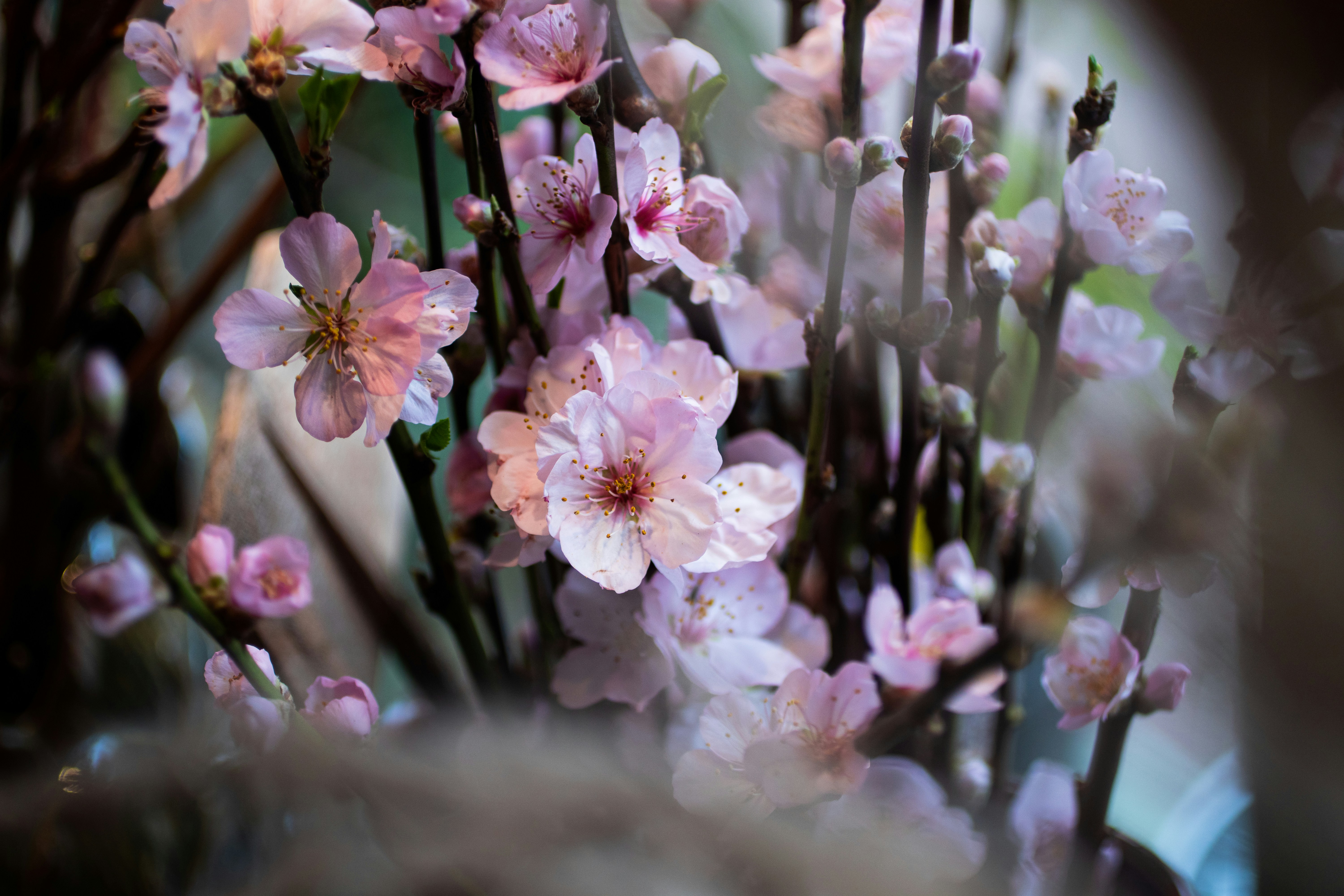 A Quiet Bloom: Pink Cherry Blossoms Framed by Shadowed Stems