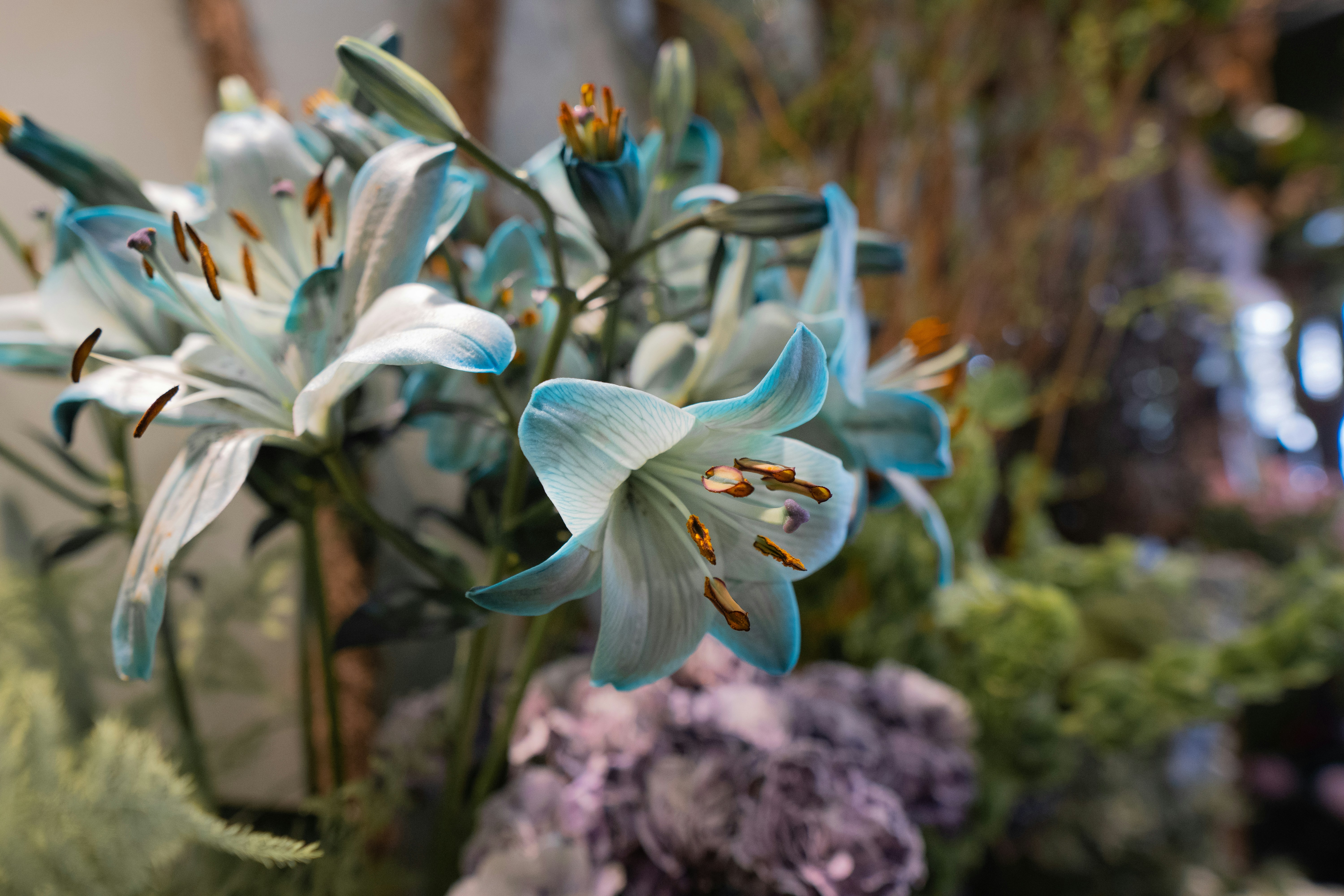 Azure Lily Glow: Close-Up of Blue Florals in a Soft Garden