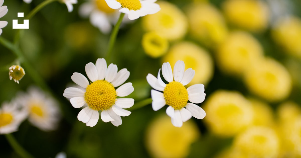Un bouquet de fleurs blanches et jaunes dans un champ photo – Photo ... Un bouquet de fleurs blanches et jaunes dans un champ photo – Photo ...