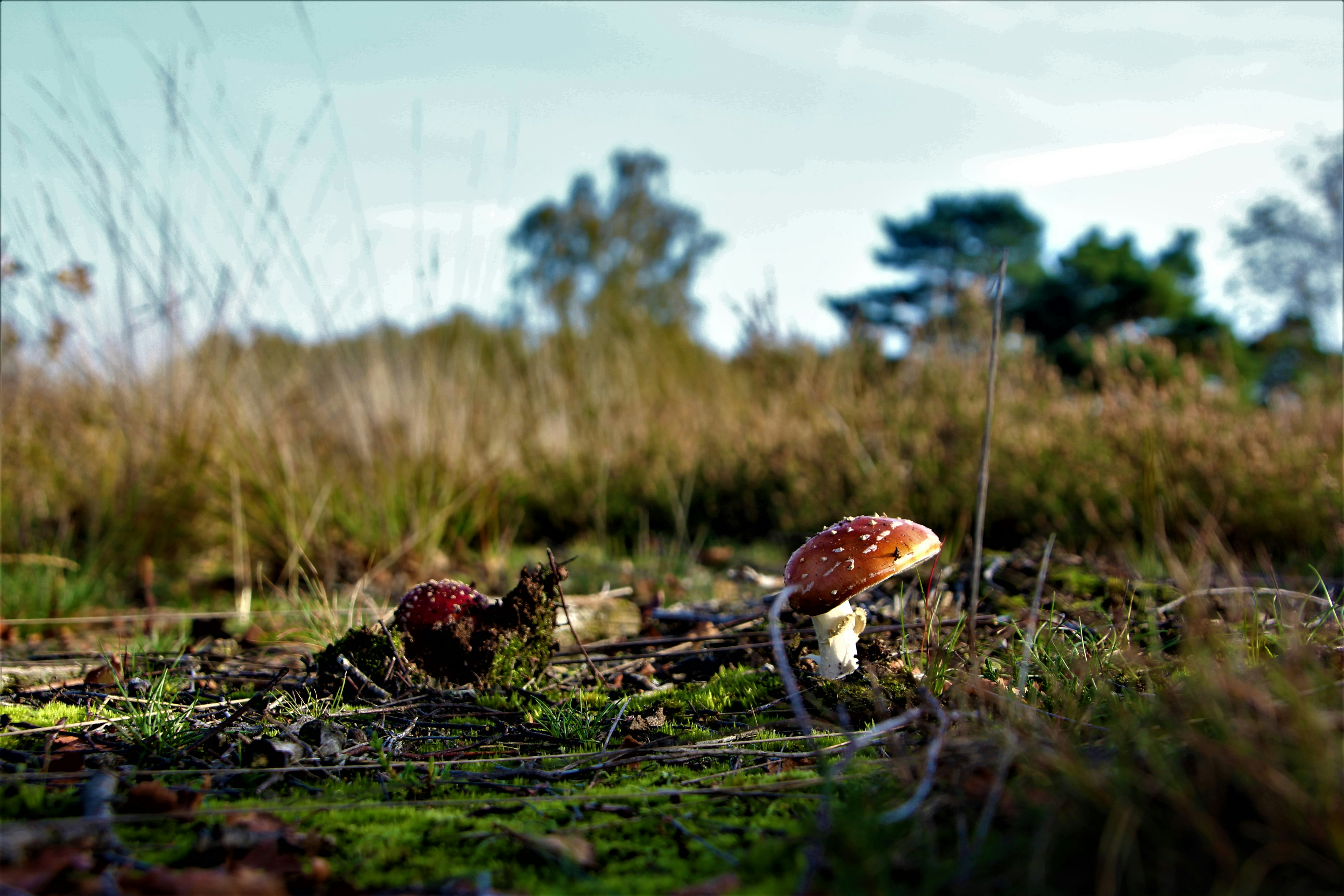 Scarlet mushrooms anchor a mossy verge beneath a calm meadow sky