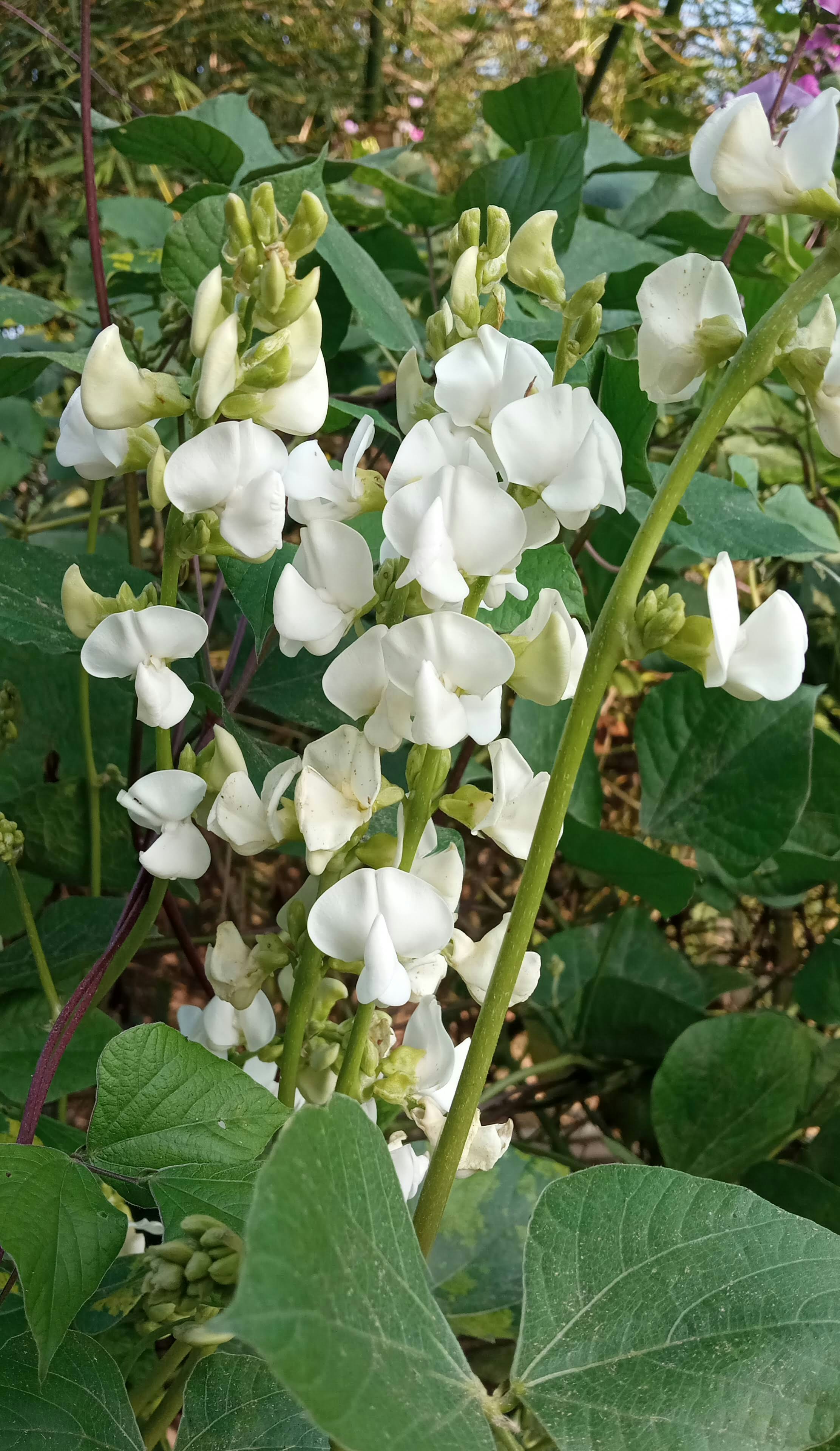 Cluster of delicate white flowers surrounded by lush green leaves, showcasing nature's intricate design.