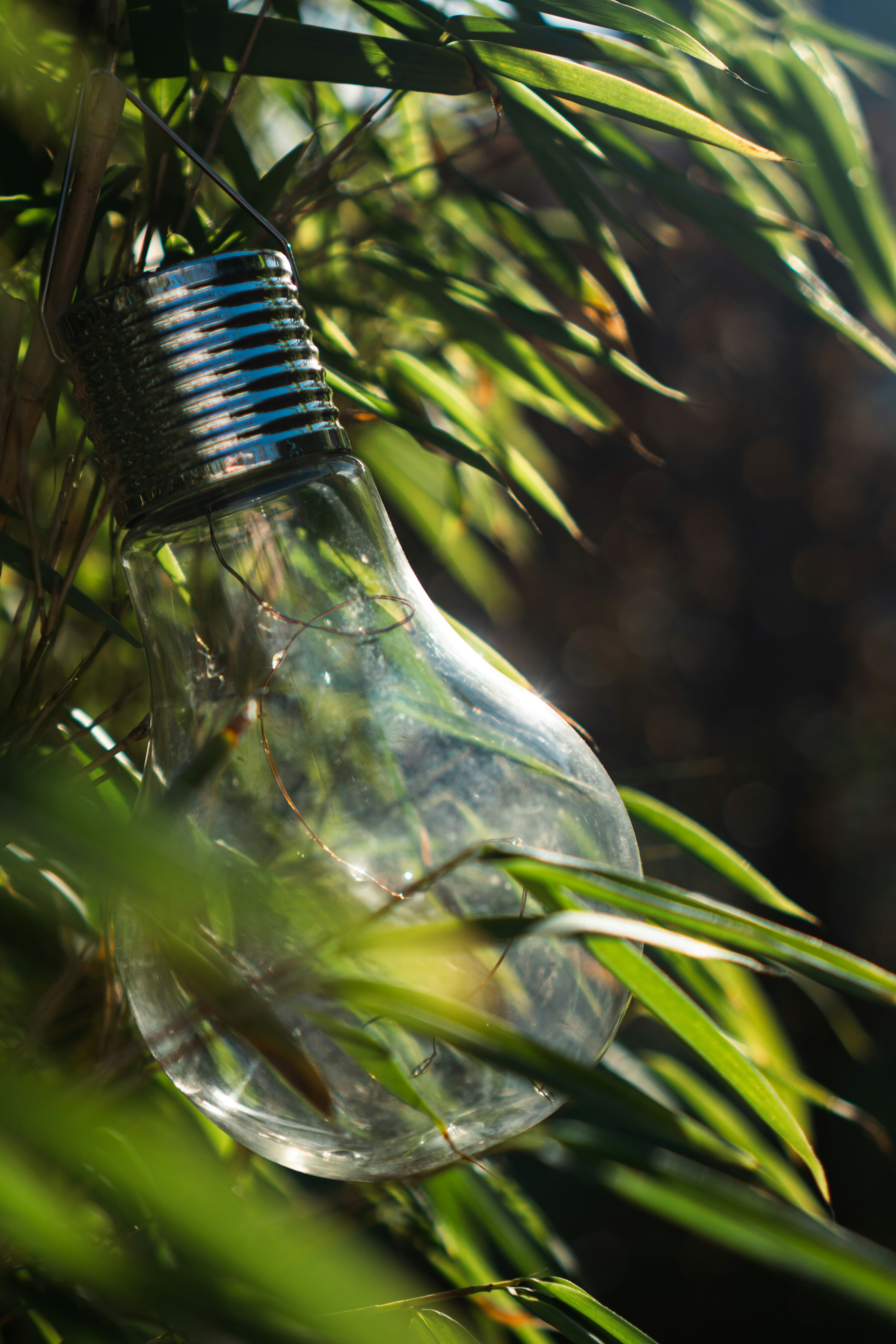 A clear light bulb suspended amidst vibrant green bamboo leaves, reflecting sunlight and creating a serene atmosphere.