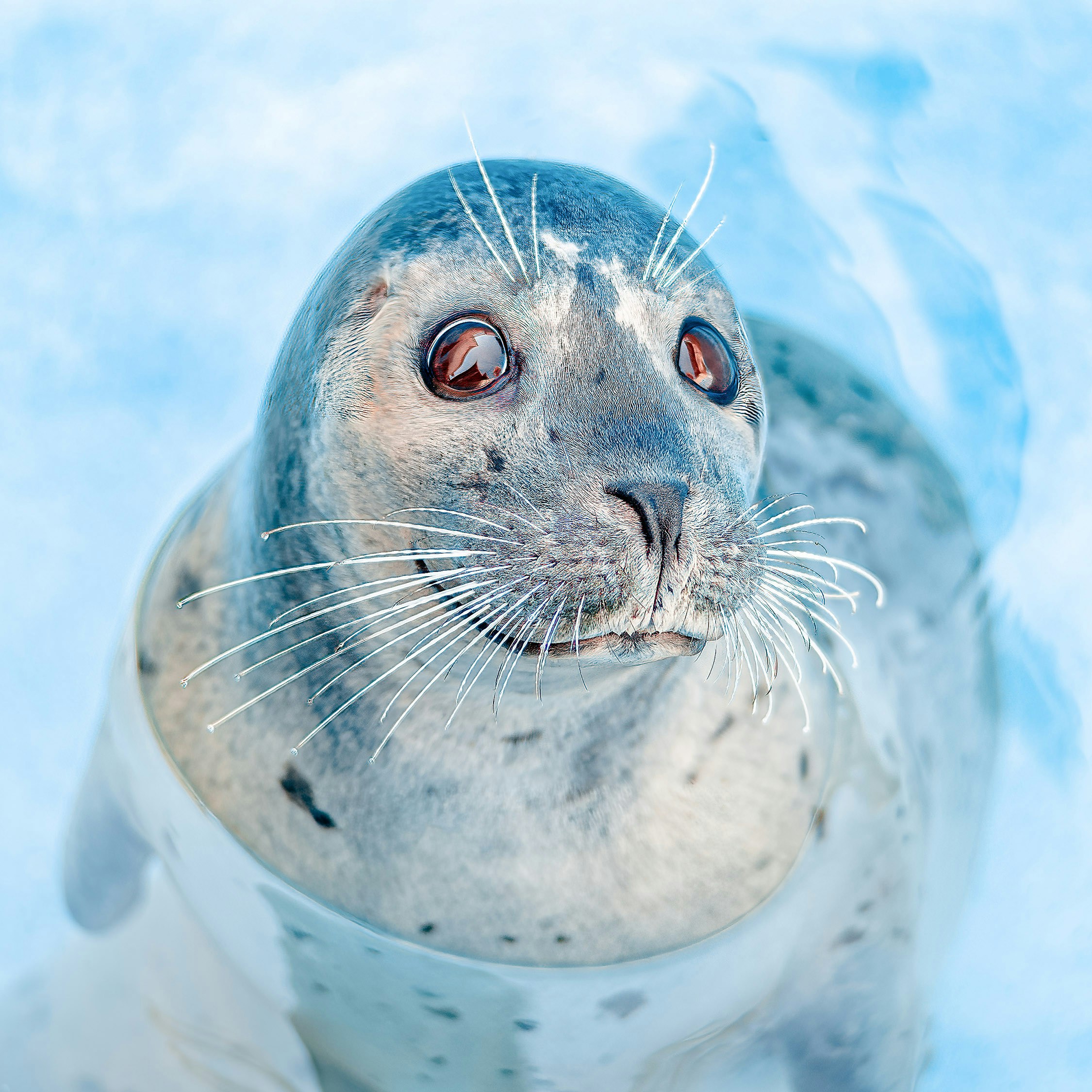 Seal Animal Picture Pictures | Download Free Images on Unsplash