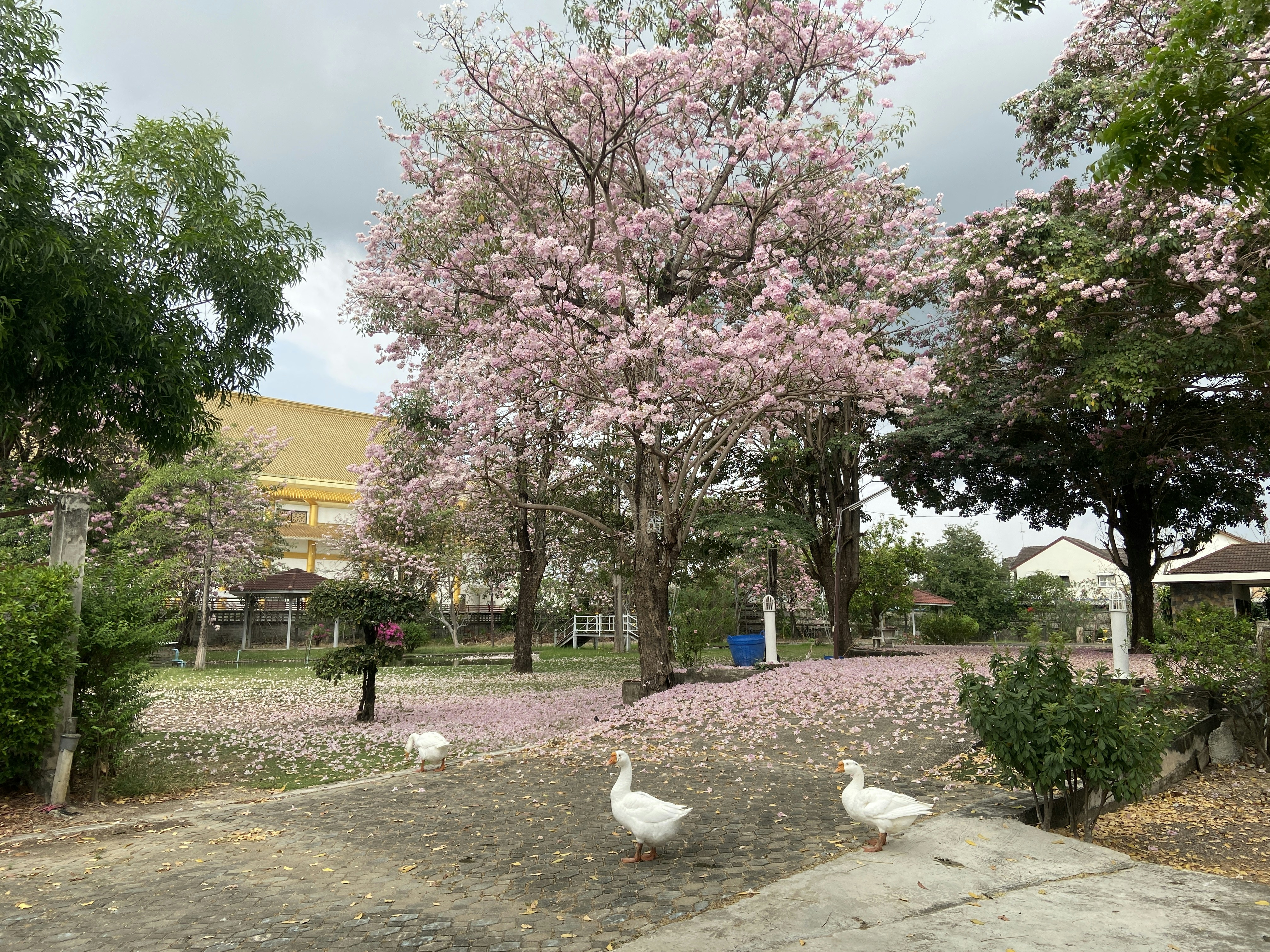 Cherry Blossom Courtyard with Geese