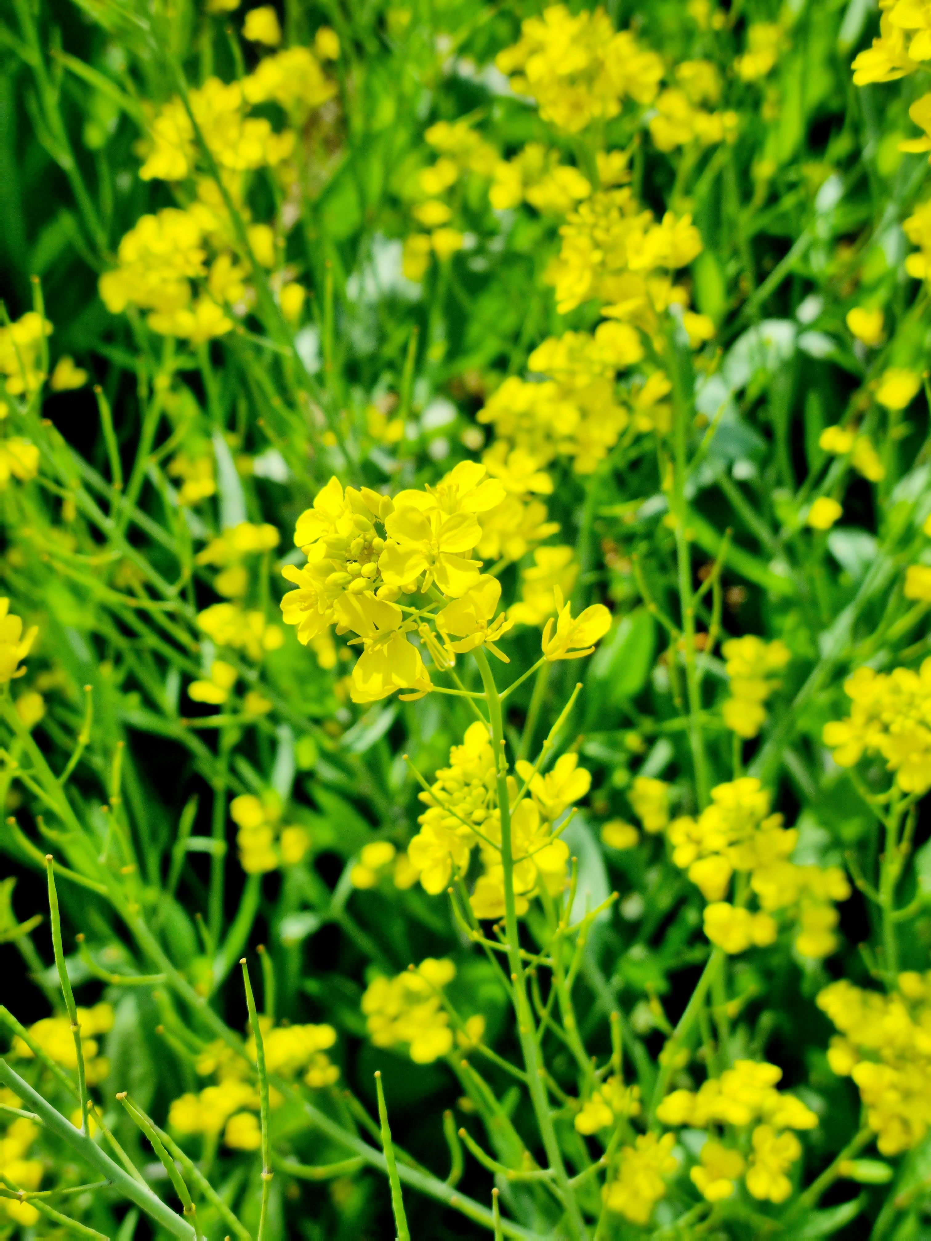 Bright yellow flowers densely packed in a green field.