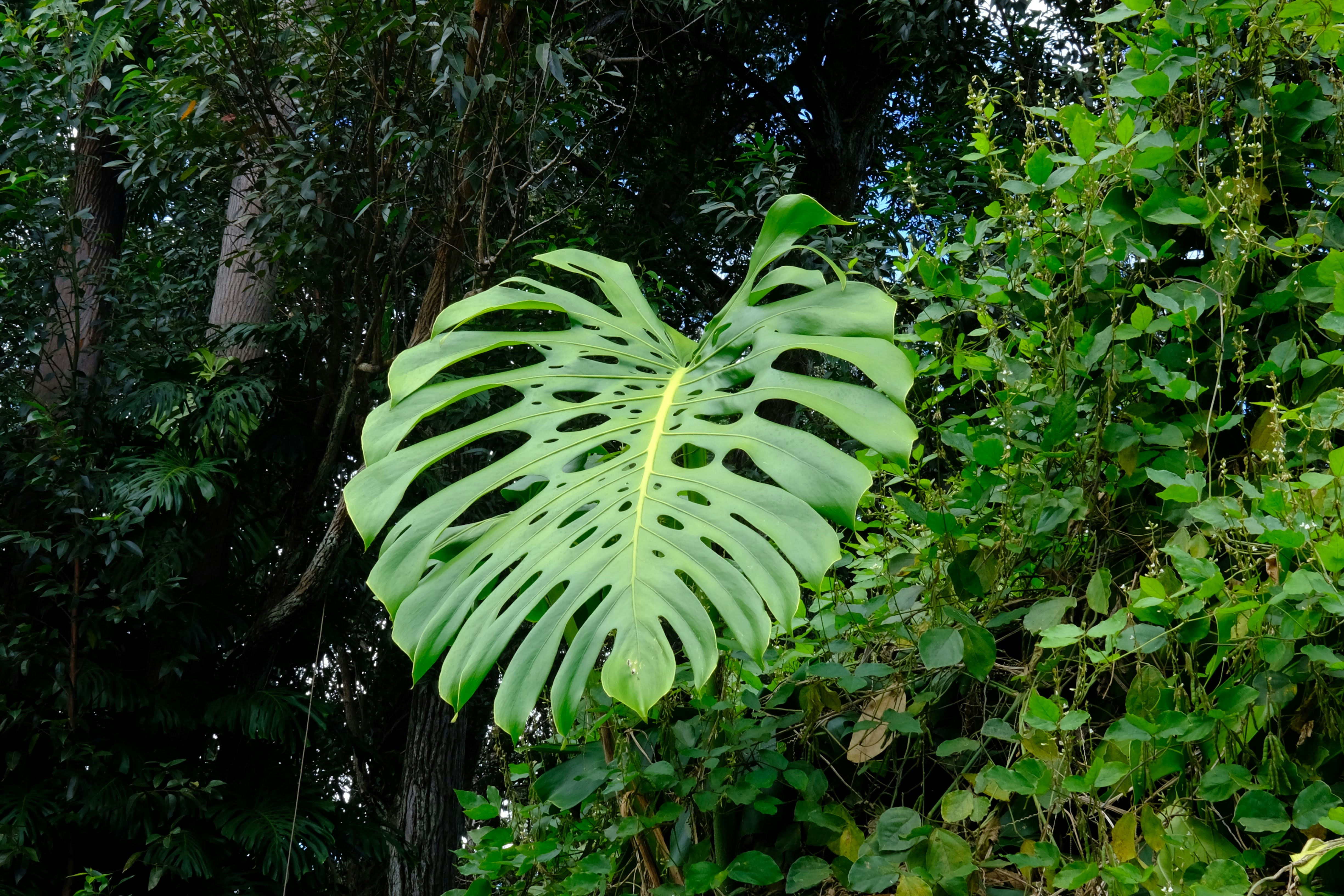 Foto zum Thema Ein großes grünes Blatt, das an einem Baum hängt ...