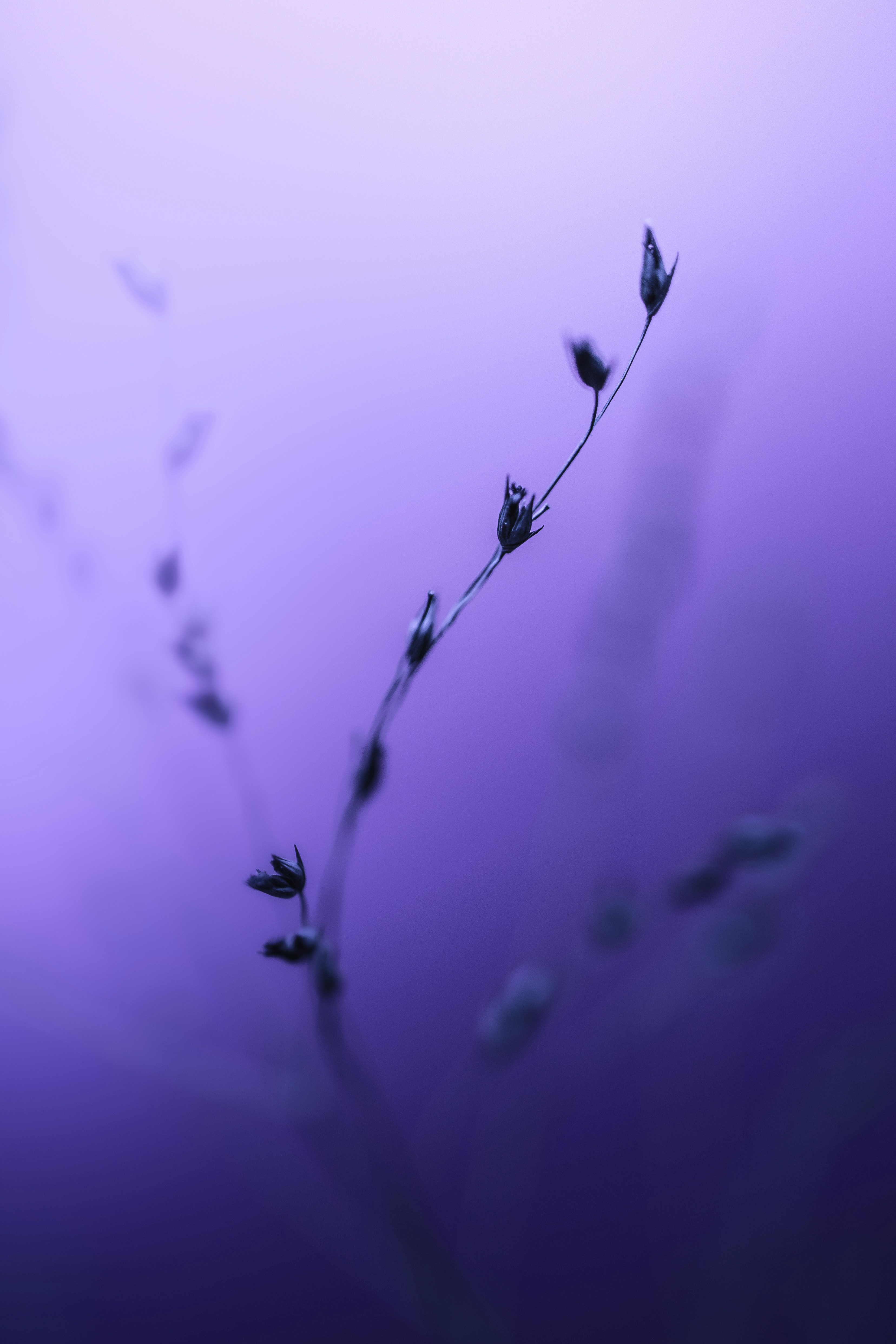 Delicate silhouettes of flowers reach upwards against a soft purple gradient background, creating a serene atmosphere.