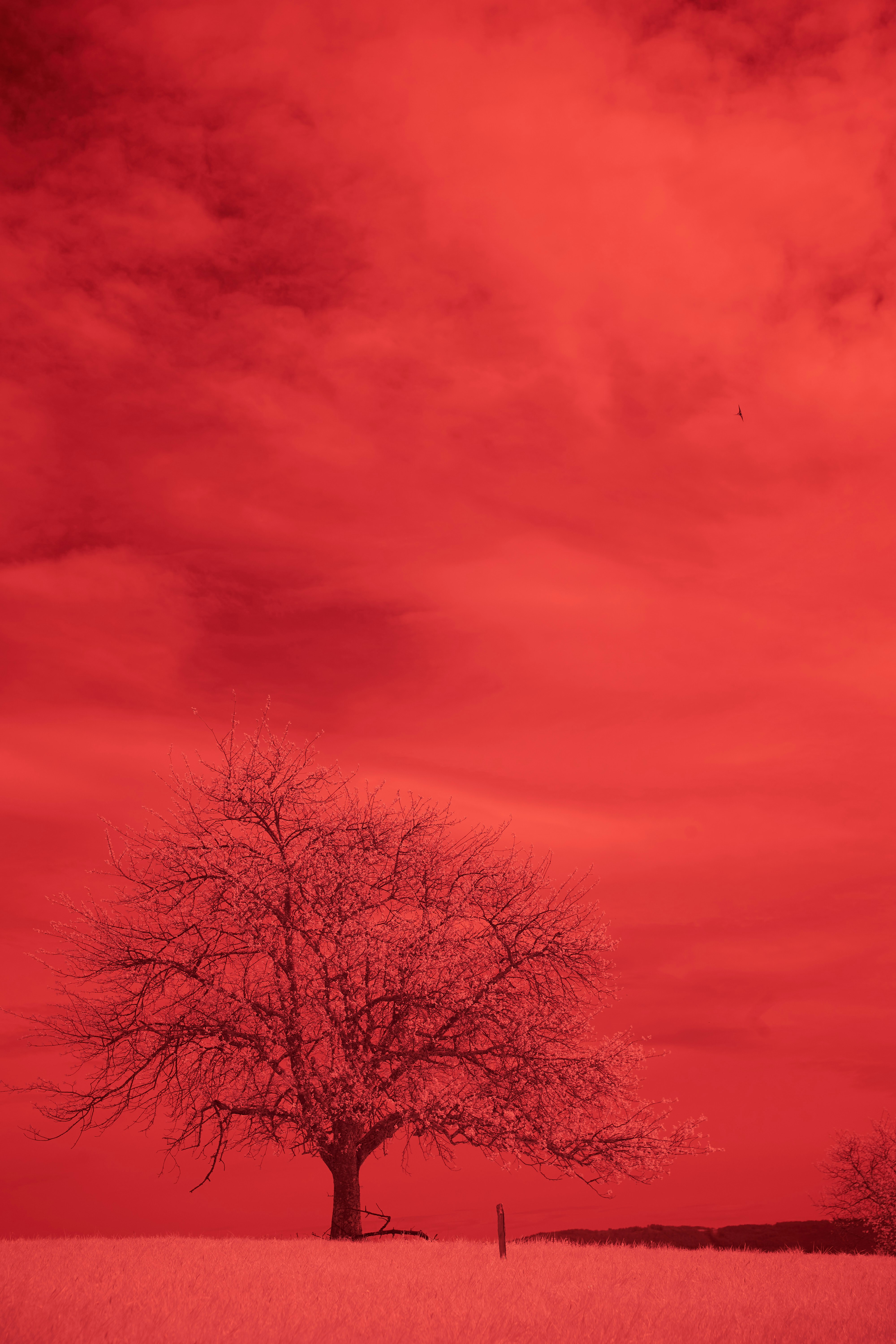 A solitary tree stands against a vibrant red sky, embodying a stark contrast between nature and surreal hues.