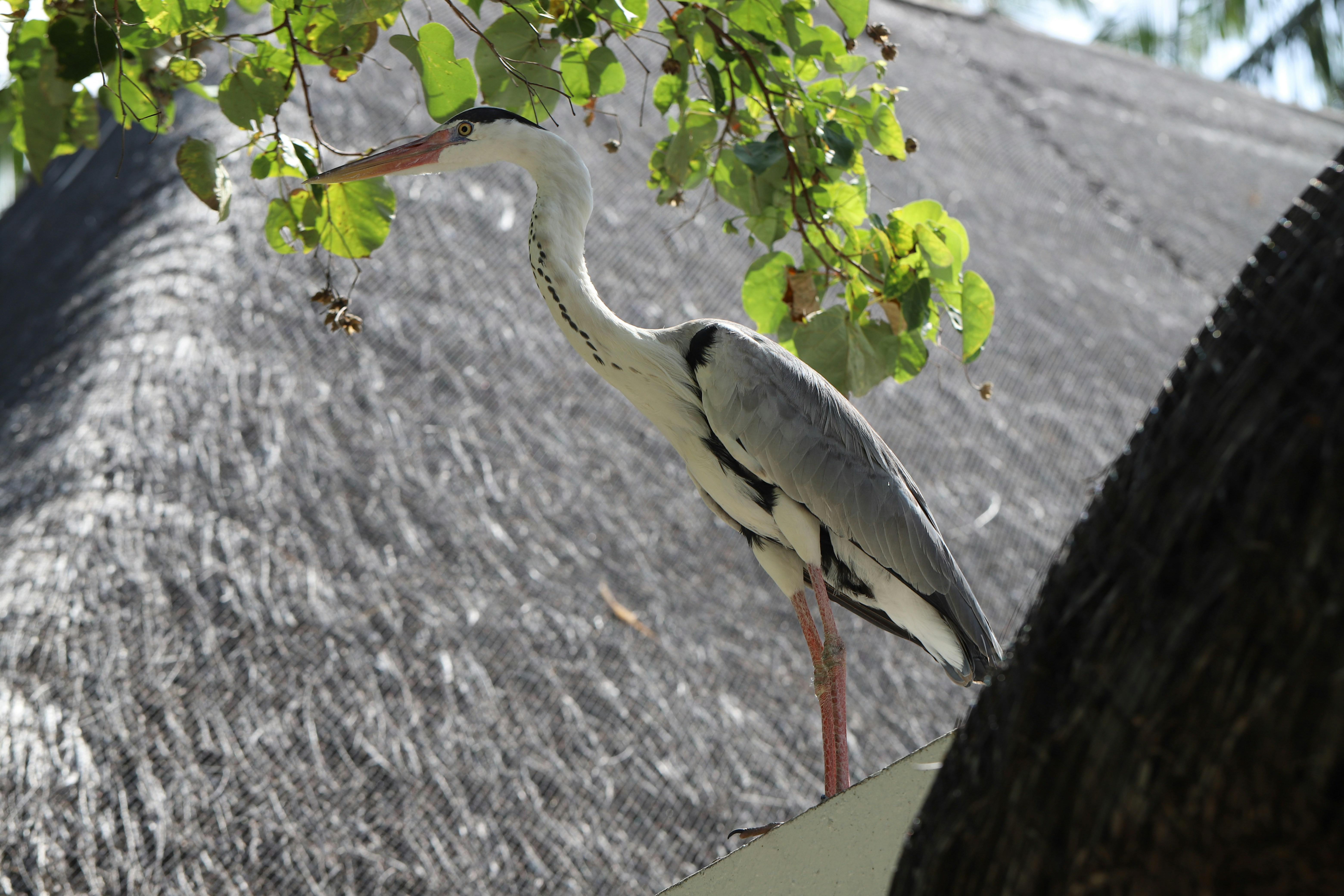 a bird is standing on a ledge next to a tree