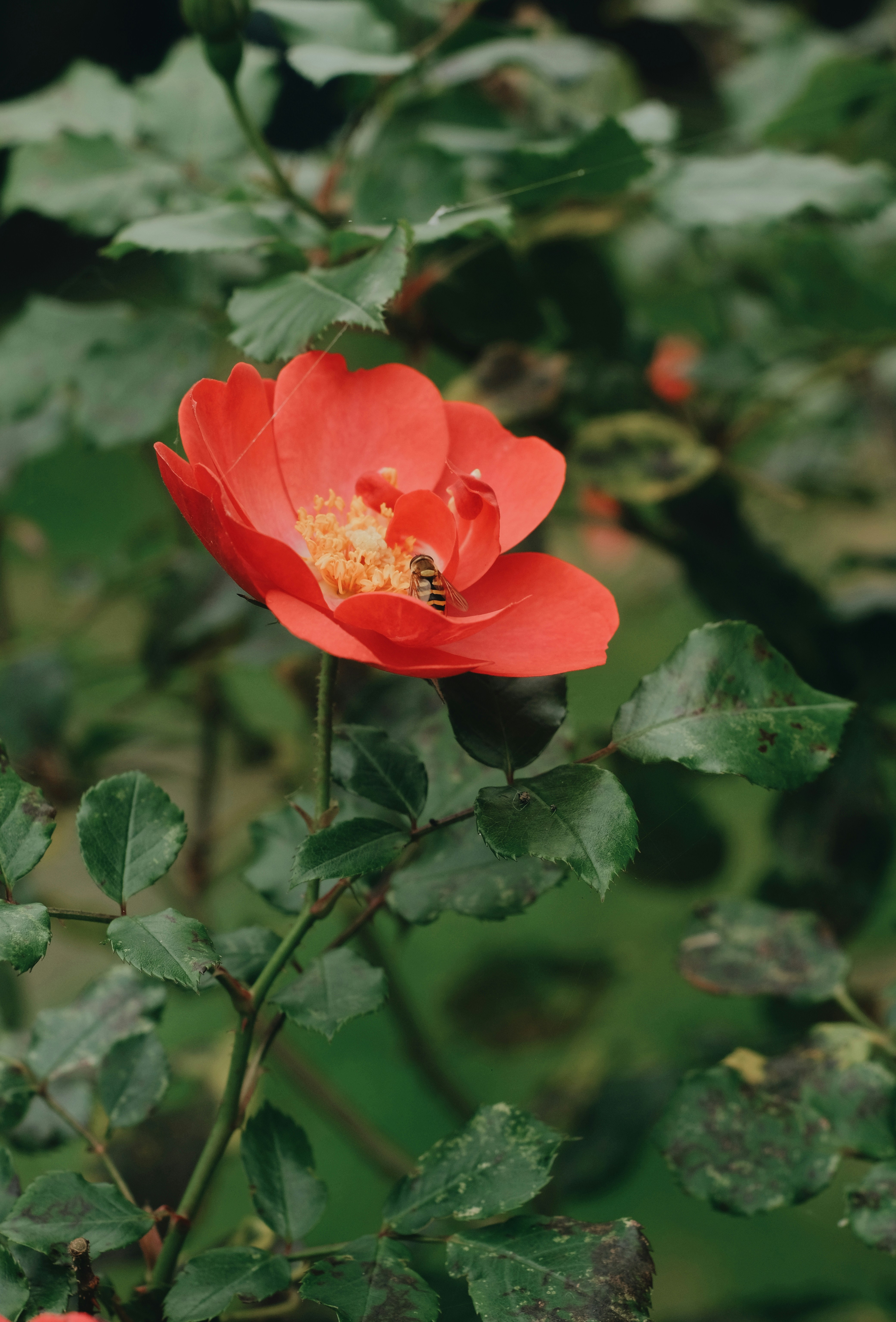 Vivid red flower with a bee nestled in its center, surrounded by lush green foliage.