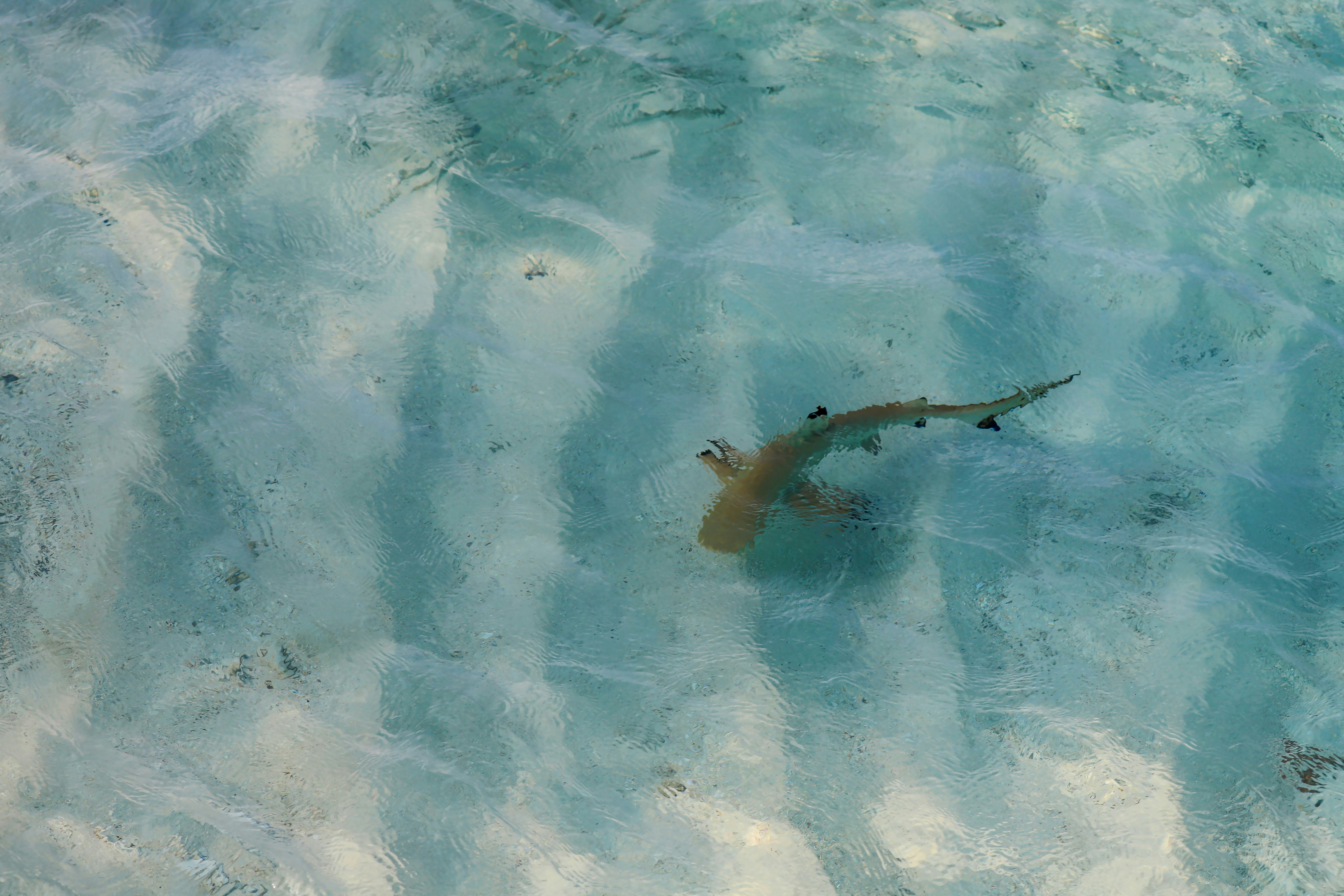 Small shark gliding through clear turquoise water with sunlight casting rippling patterns on the sandy ocean floor.
