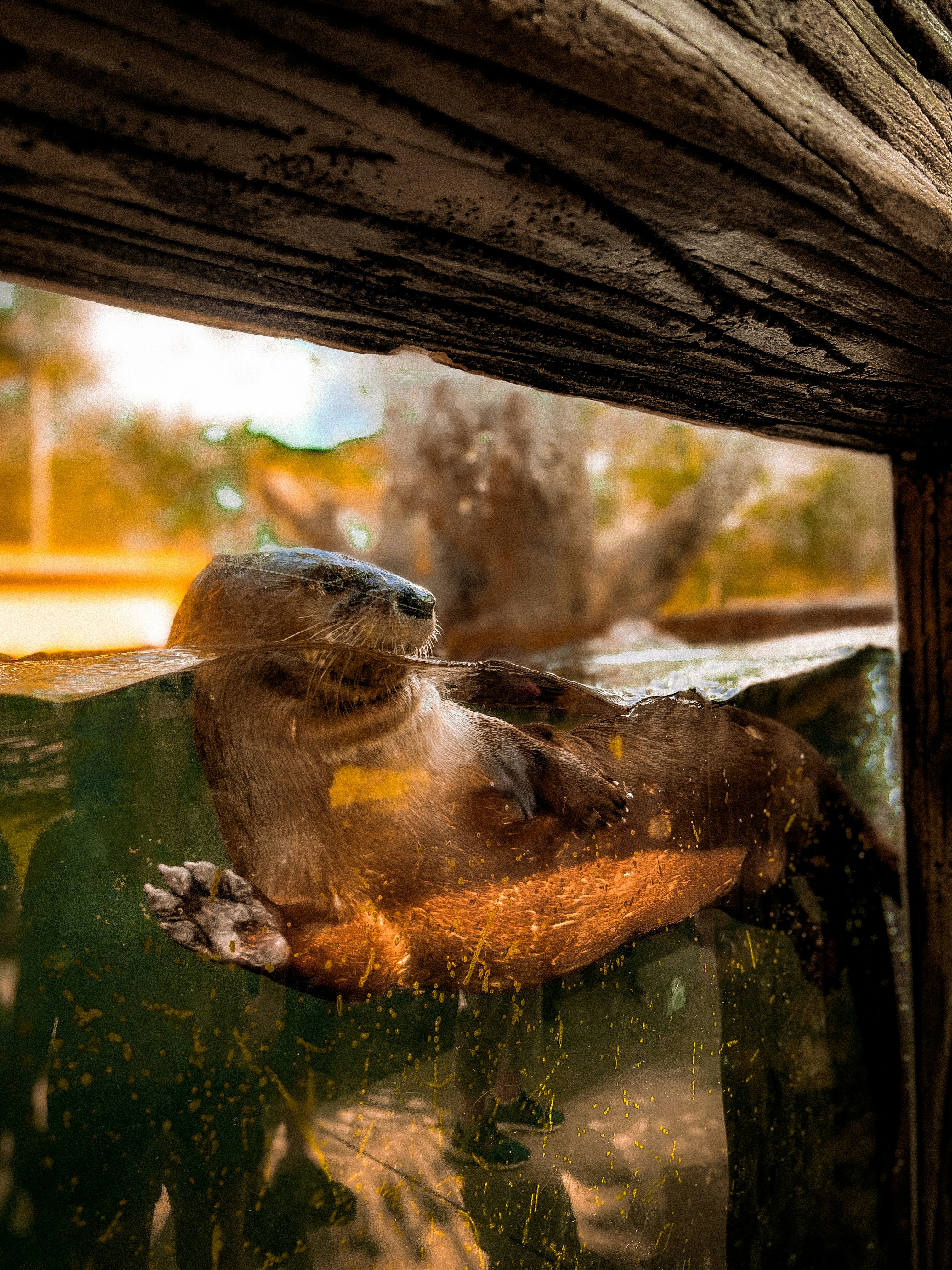 Beaver at the Glass: Quiet Moment Under a Wooden Arch