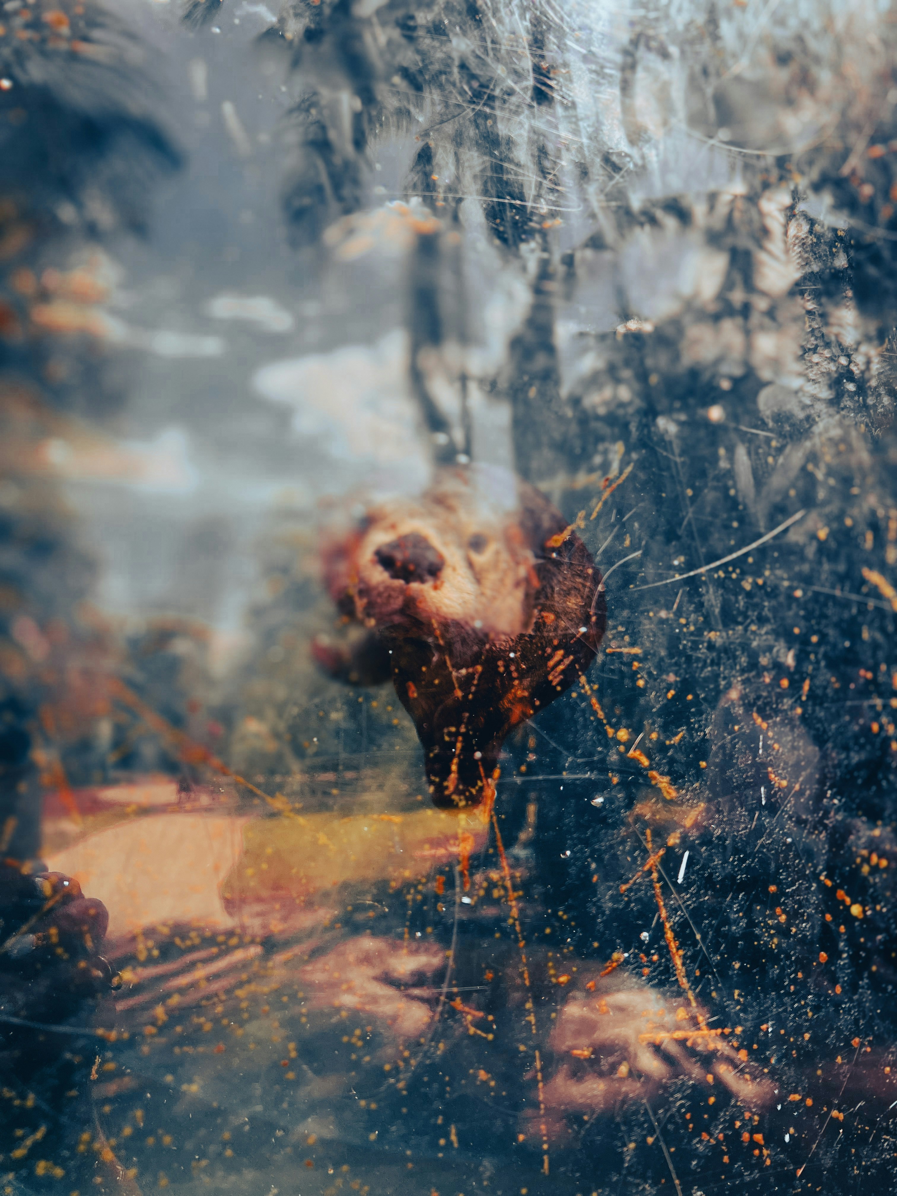 A blurry photo of a cow in a forest photo – Free Flamingo gardens Image ...