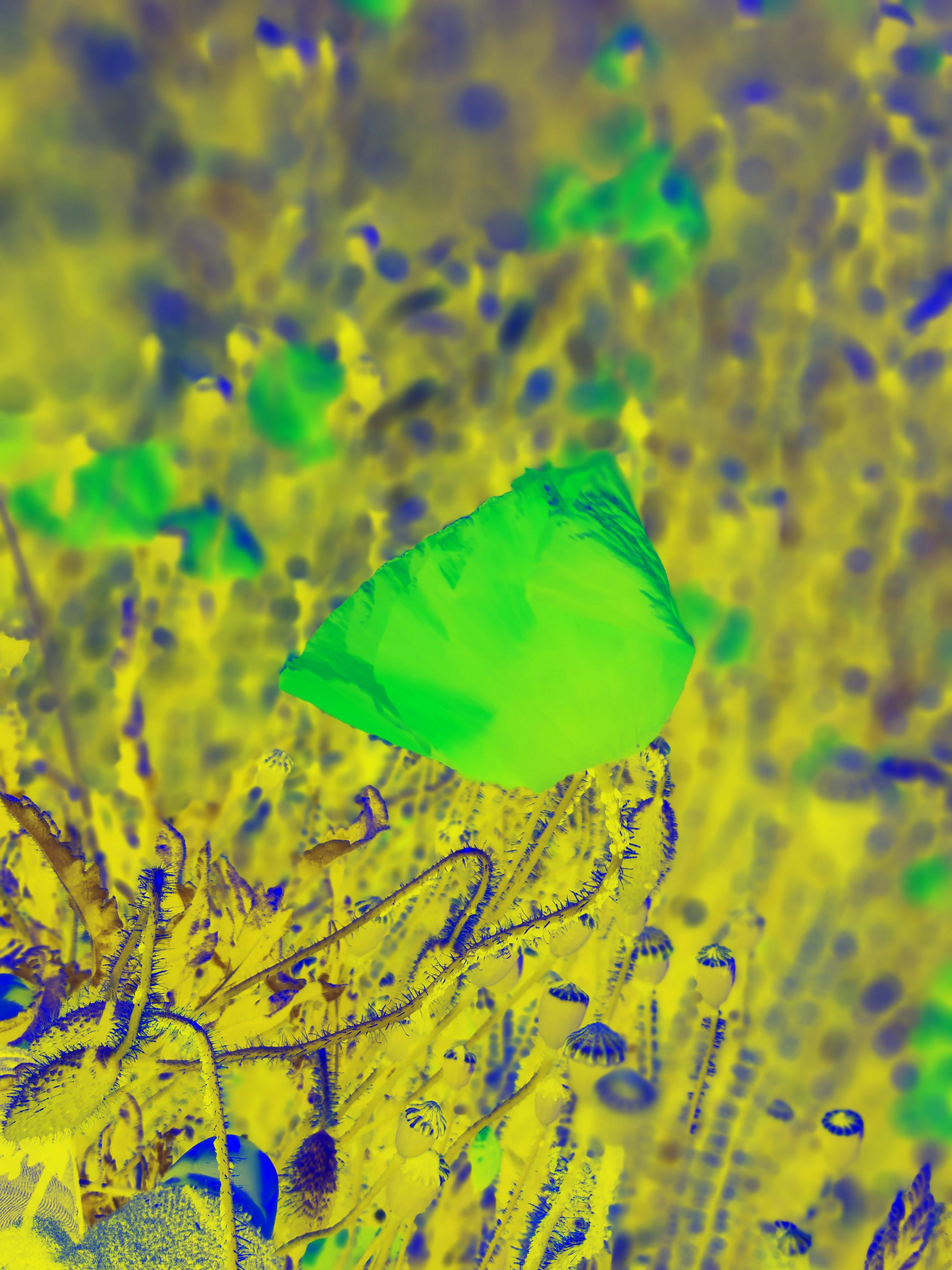 Free Inverted image Image on Unsplash