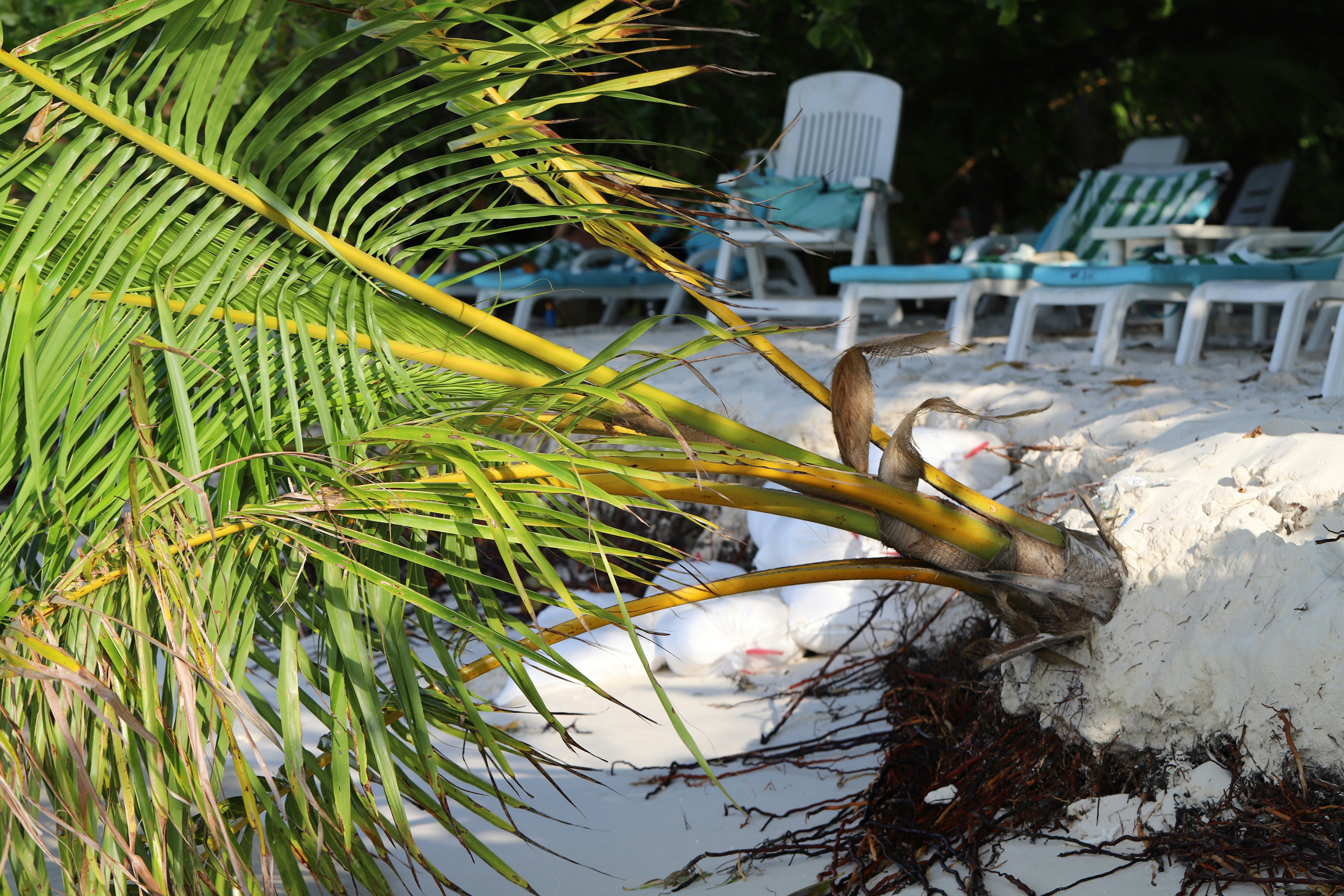A palm tree that has been knocked over by the snow photo – Free ...