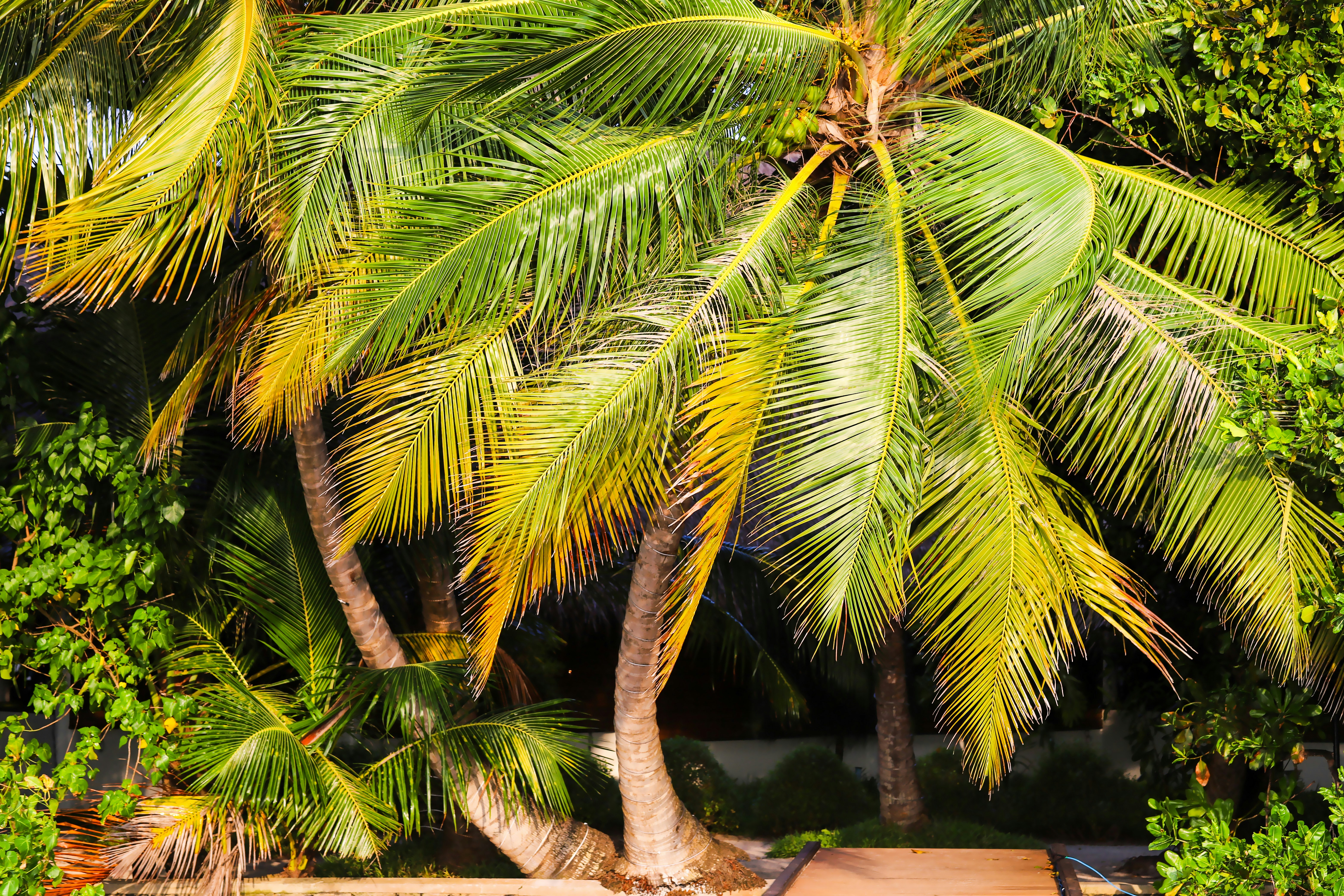 A bench under a palm tree in a tropical setting photo – Free Palm tree ...