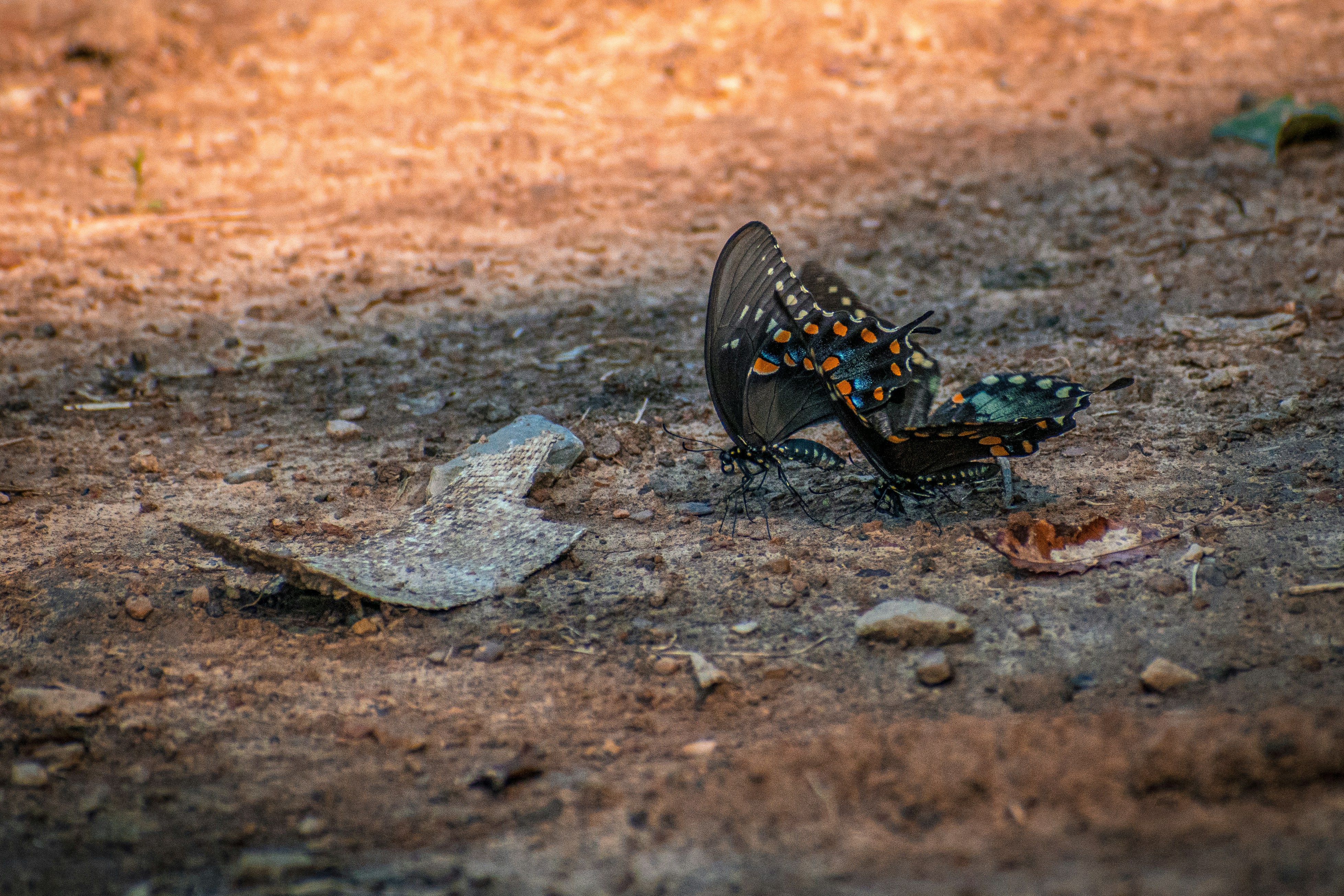 Sun-Warmed Swallowtail Resting on a Dusty Forest Floor