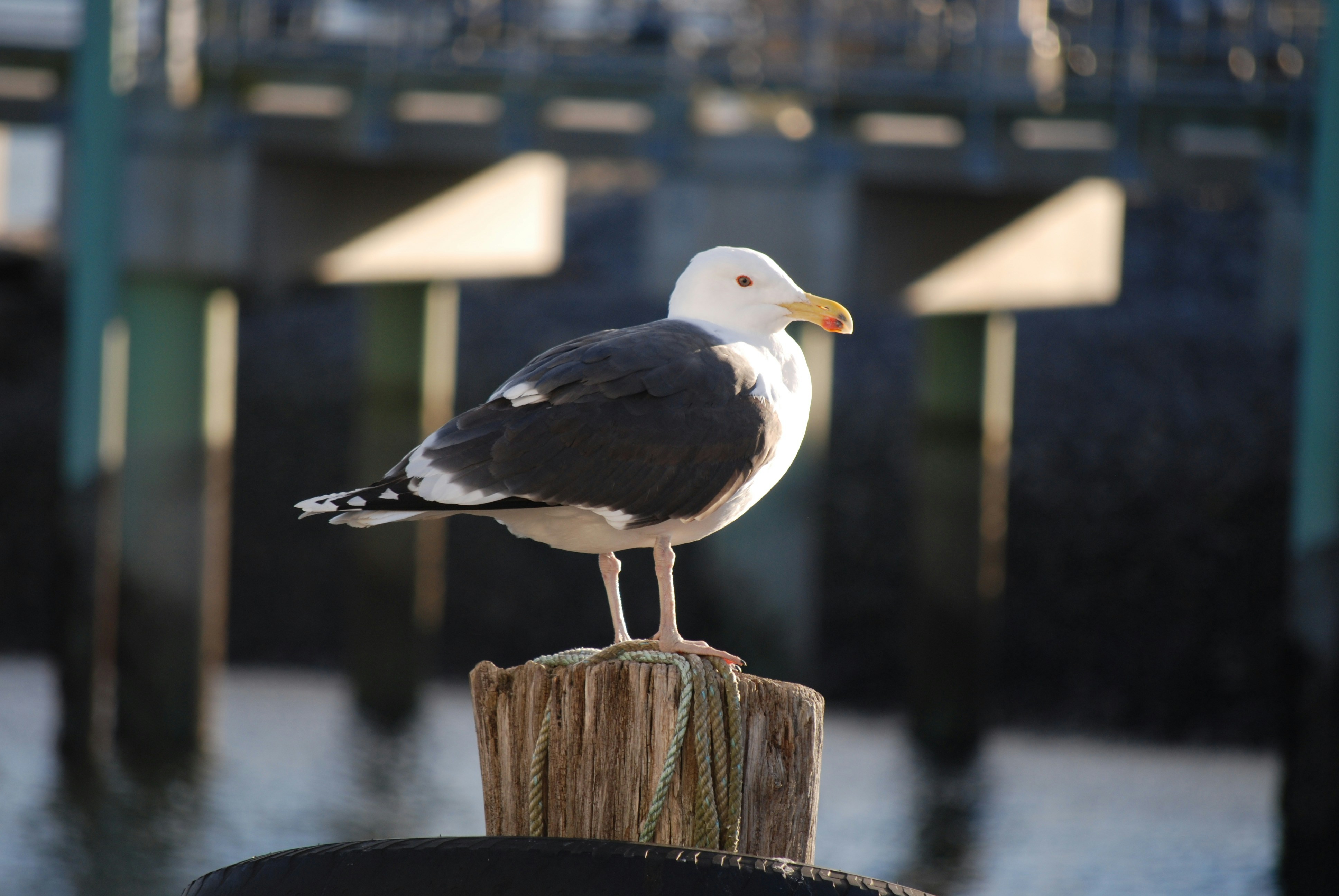 Seagull Sentinel on the Weathered Post