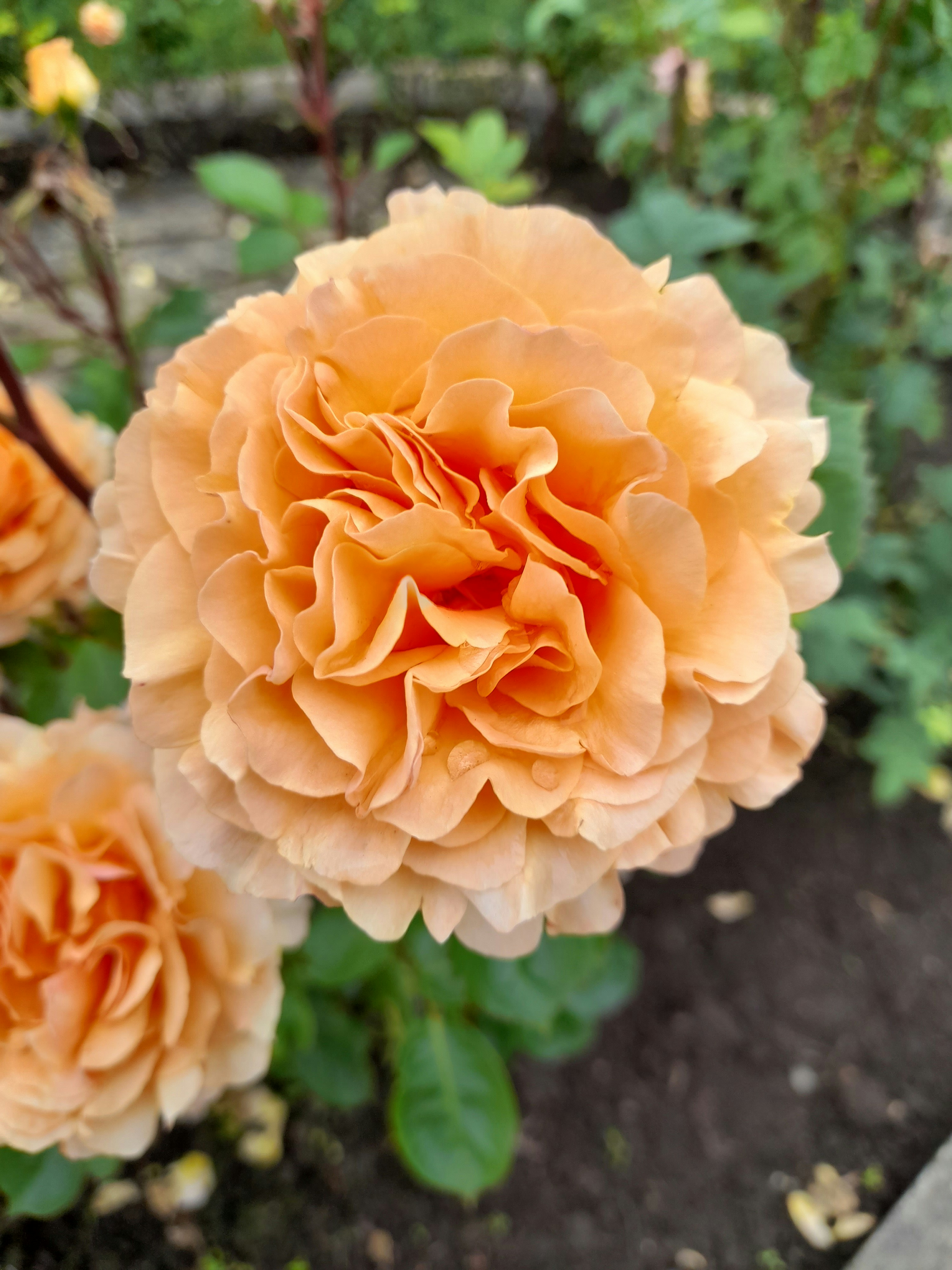 Close-up of a lush peach-colored rose in full bloom, showcasing intricate petal layers against a blurred green background.