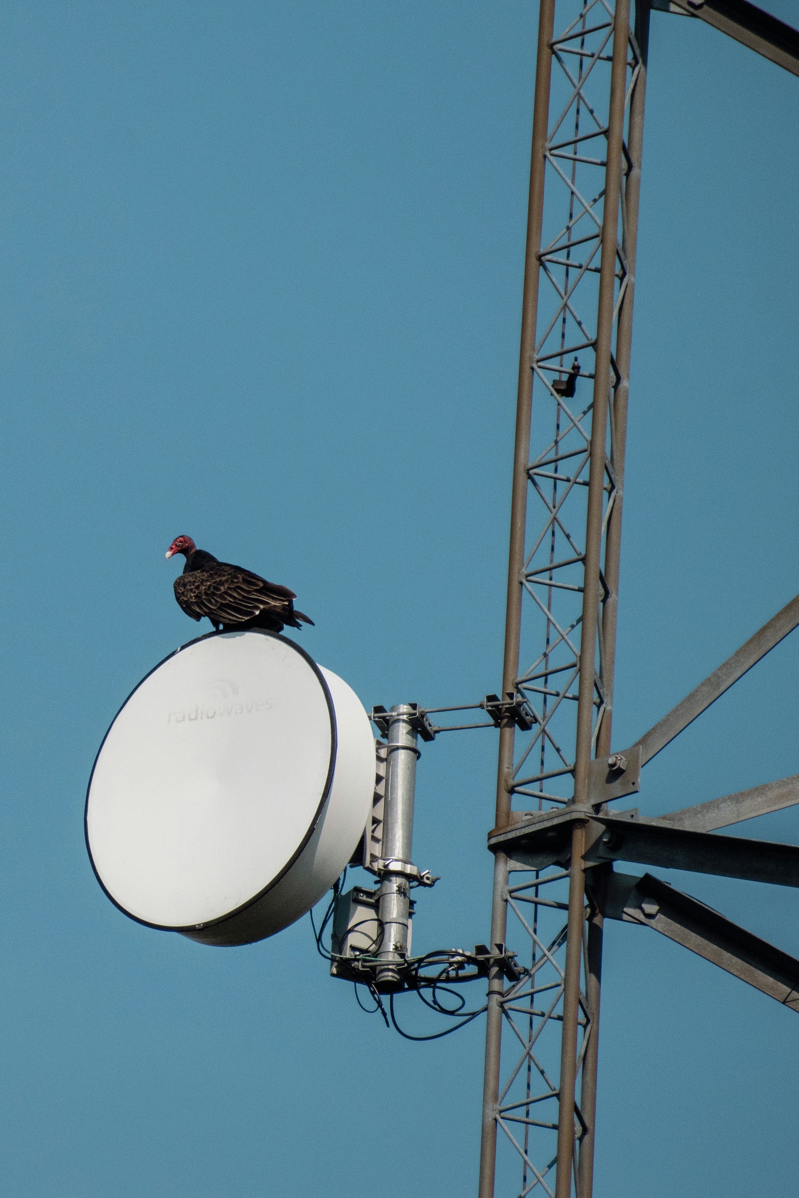 A vulture perched atop a telecommunications antenna against a clear blue sky.